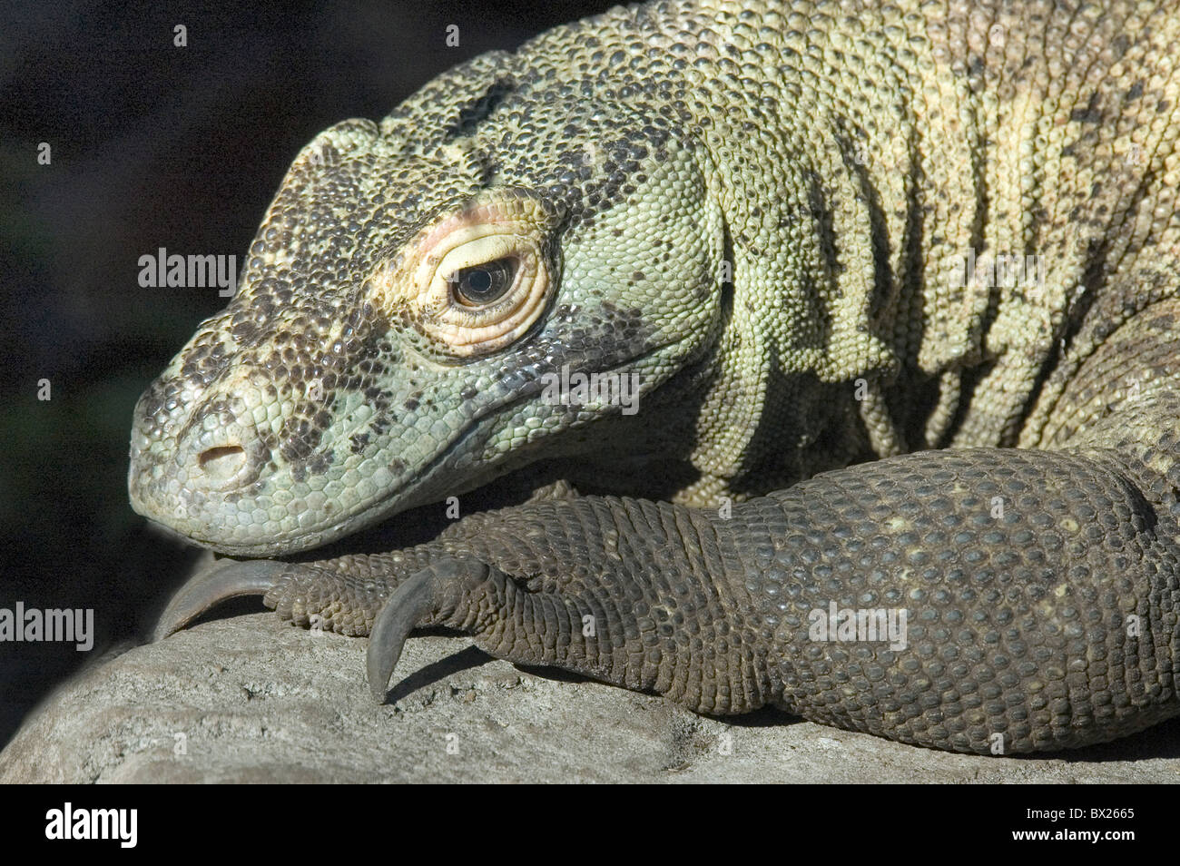 Komodo-Waran Varanus komodoensis portrait saurian animals animal Stock ...