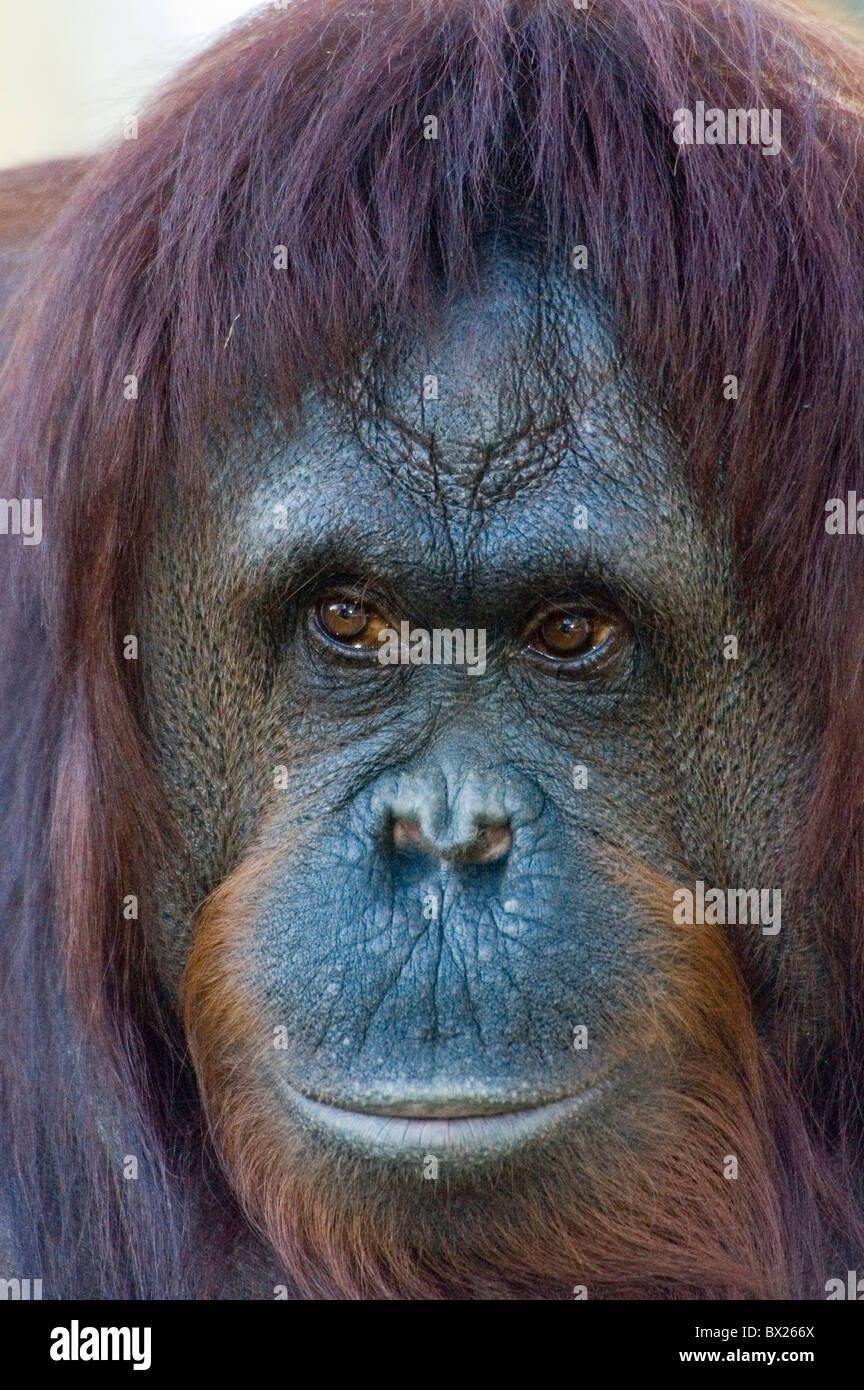 Orang-utang Pongo pygmaeus portrait animals animal monkey monkey Stock ...