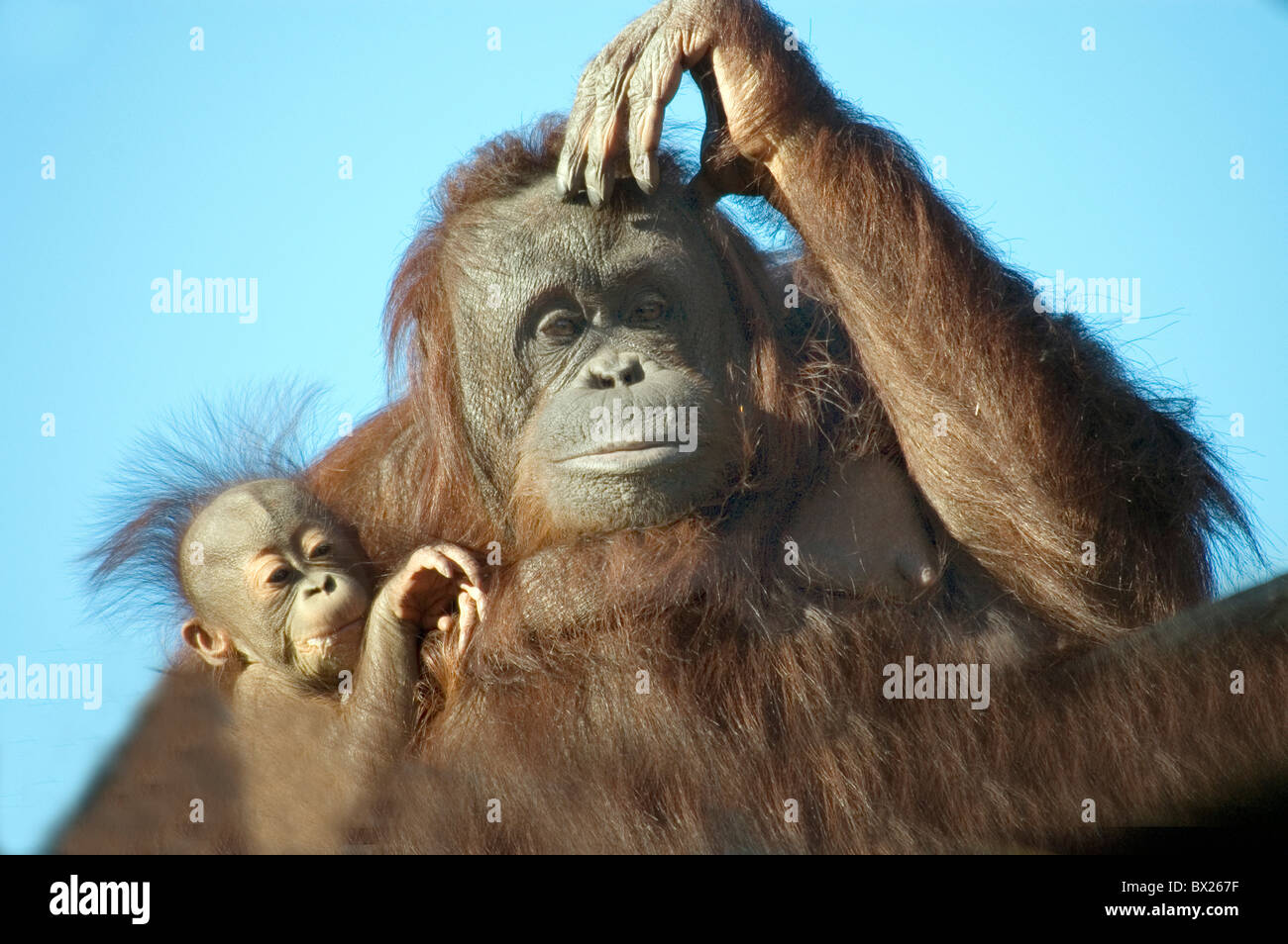 Orang-utang Pongo pygmaeus dam young animal young portrait animals ...