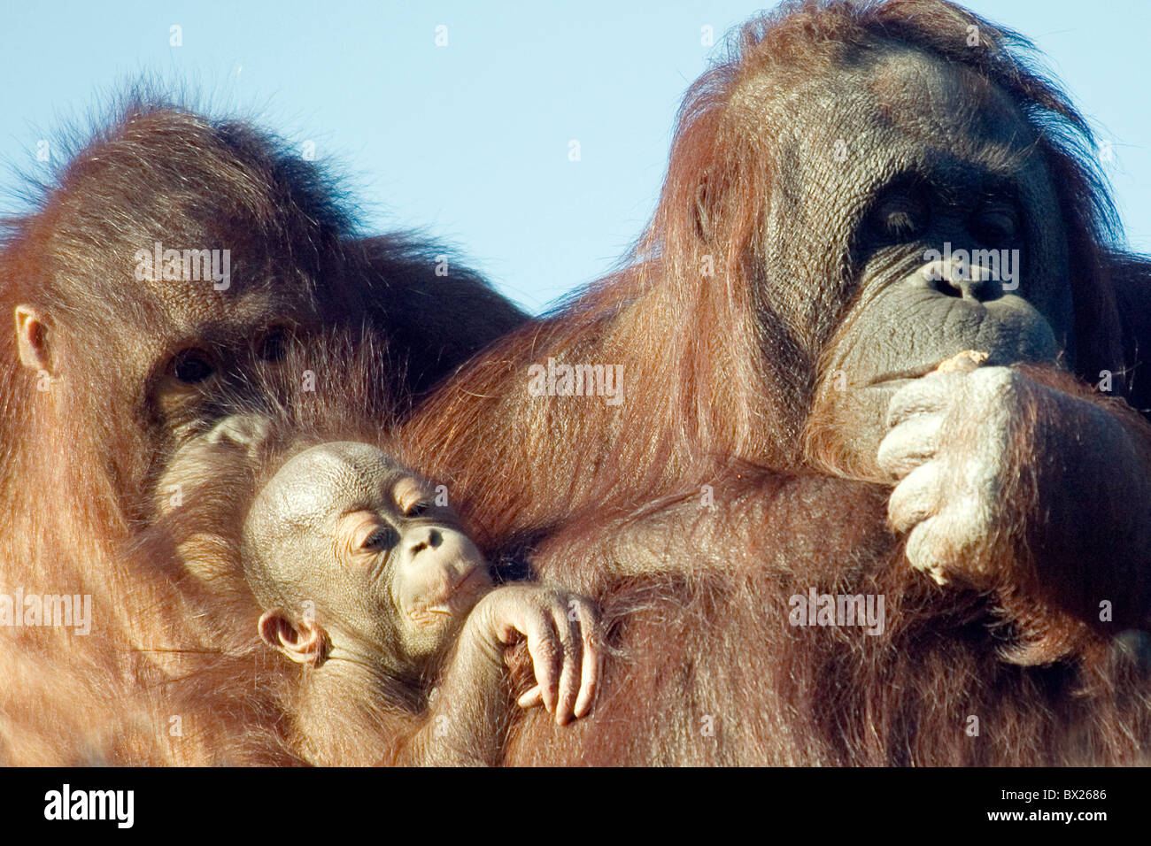 Orang-utang Pongo pygmaeus group dam young animal young portrait ...