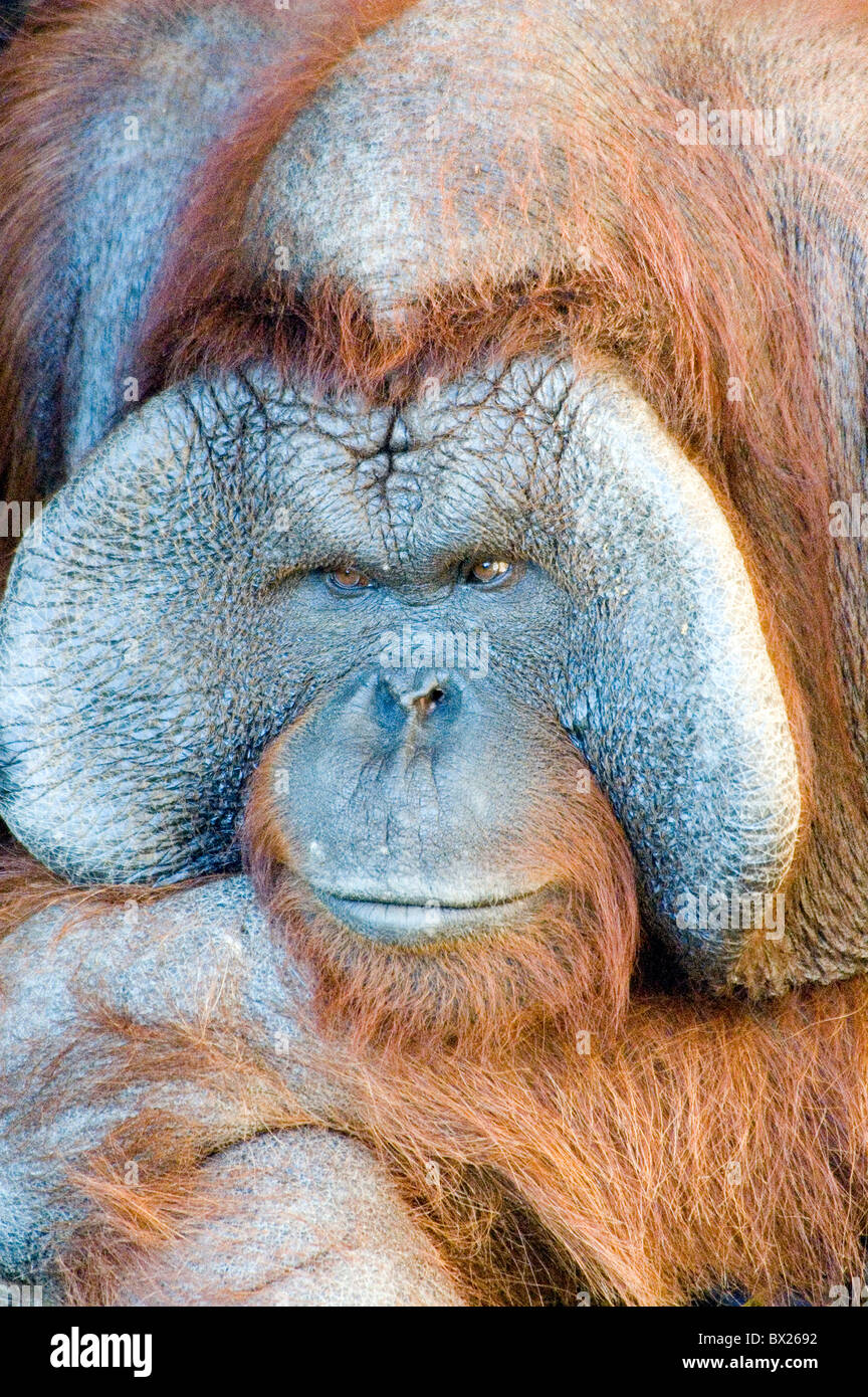 Orang-utang Pongo pygmaeus portrait animals animal monkey monkey Stock ...