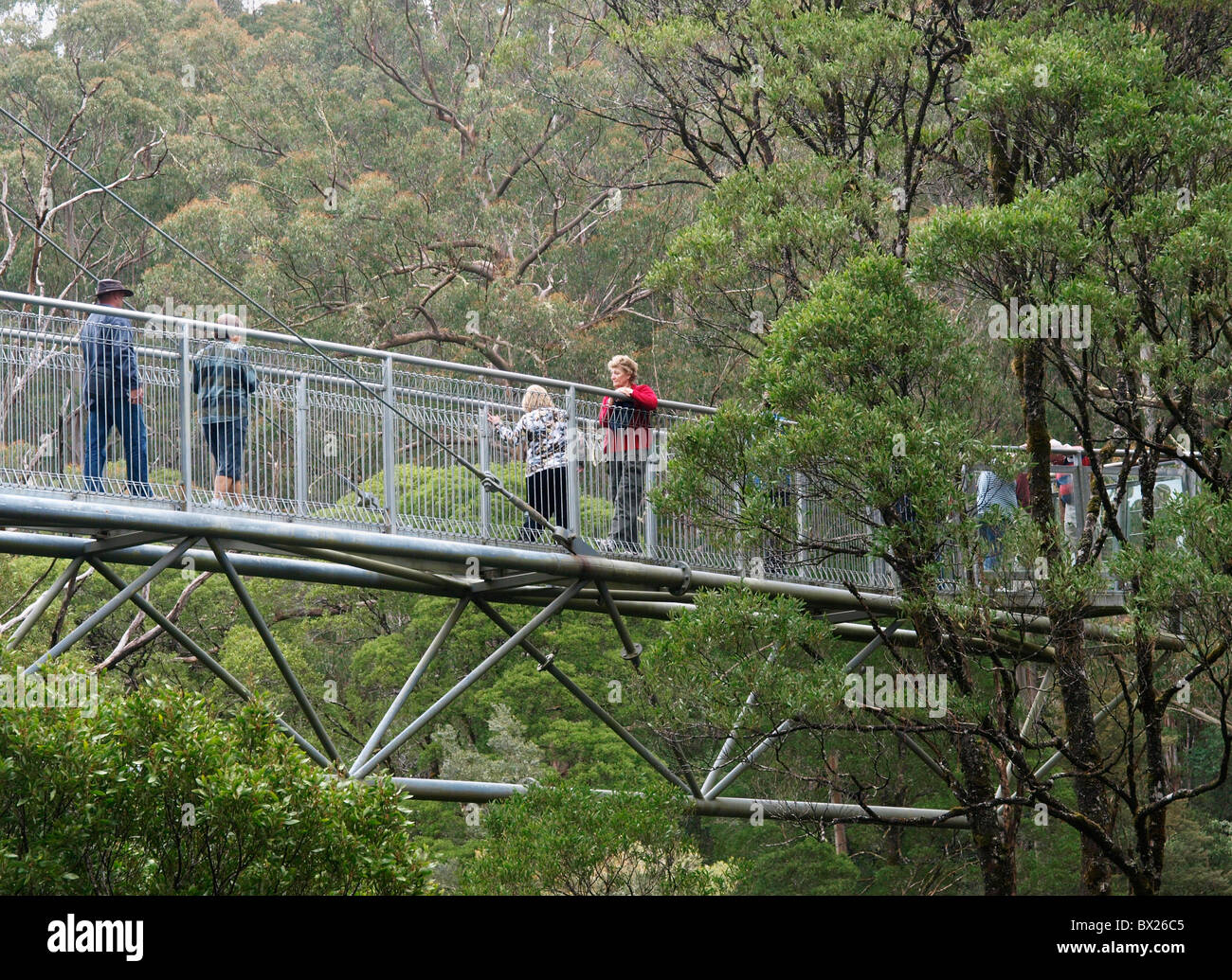 TOURISTS ON WALKWAY AND STAIRS OF THE OTWAY FLY TREETOP ADVENTURE ...