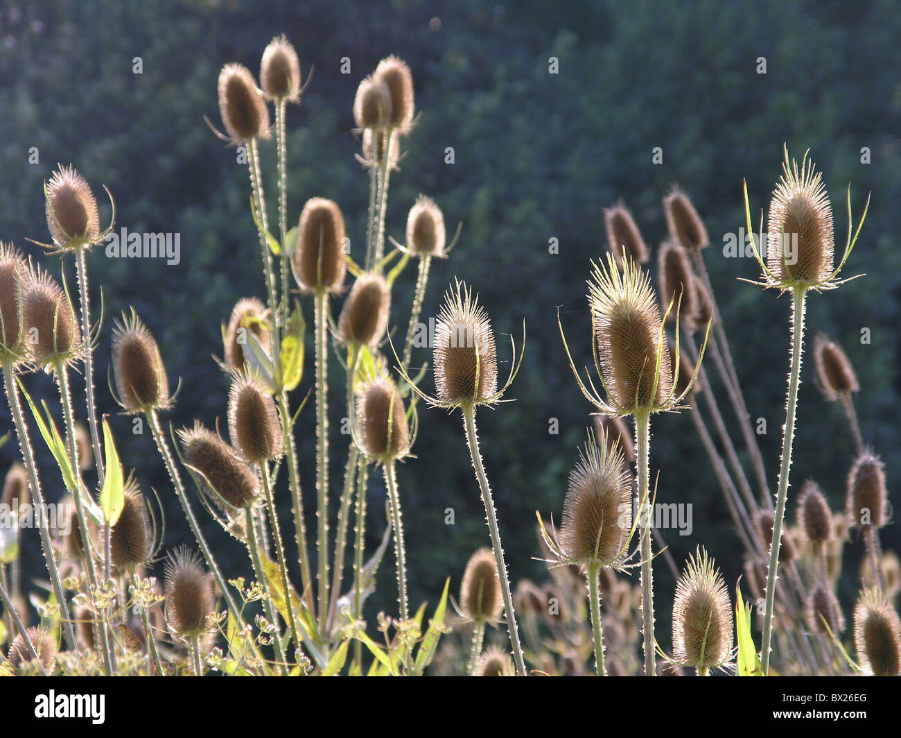 S teasel hi-res stock photography and images - Alamy