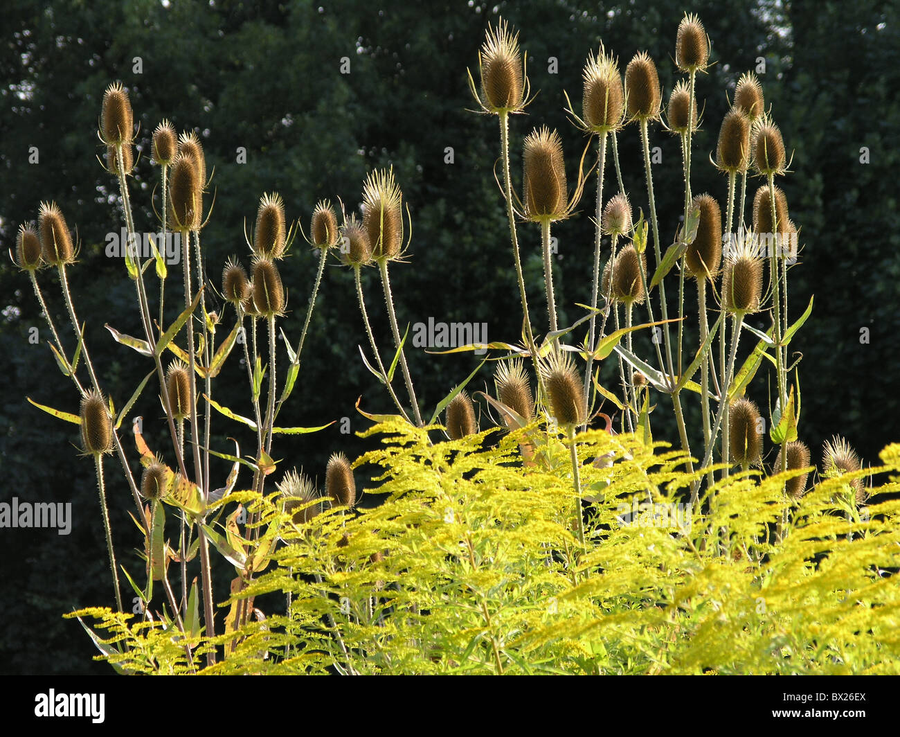 Botany Color Colour Common Teasel Dipsacus fullonum Flowers Fuller´s ...