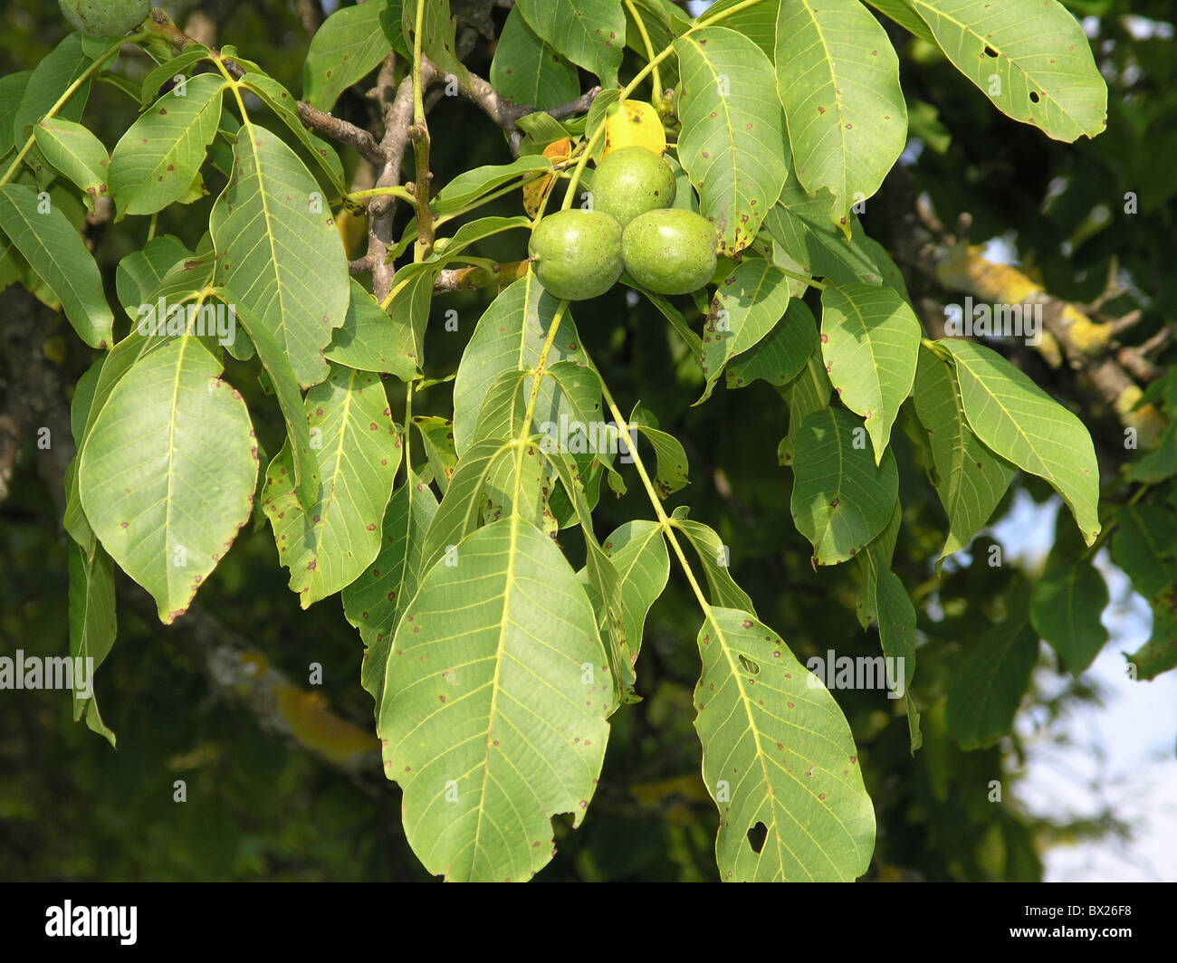 English Walnut Tree Leaves