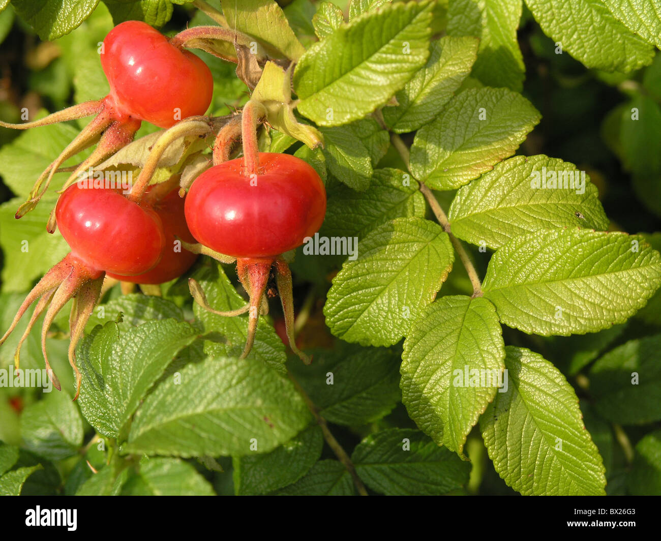 Botany Color Colour Detail Details Fruit Nature Pink canina Plant ...