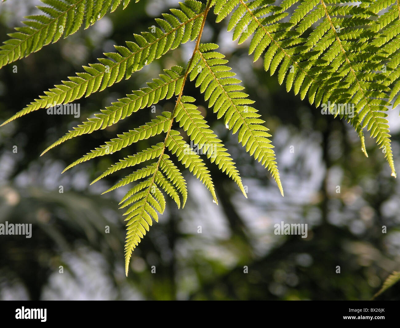 Branches Bush Color Colour Leaves Nature Plants Shrub Shrubs Tree Trees ...