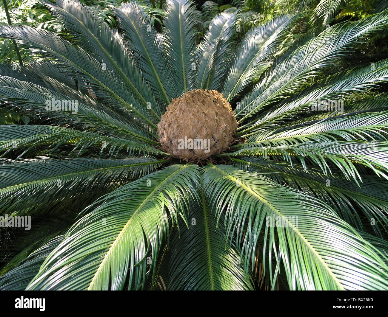 Botany Color Colour Cycas revoluta King Sago Nature Palm´s fern Plant ...