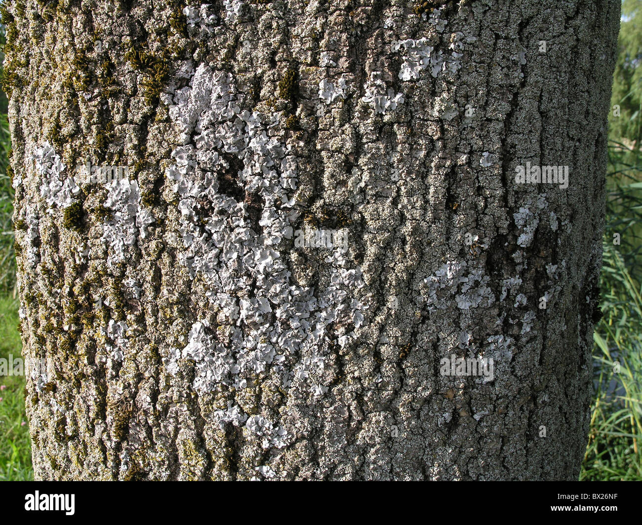 Bark Color Colour Detail Details Lichens Nature Tree Trees Trunk Stock ...