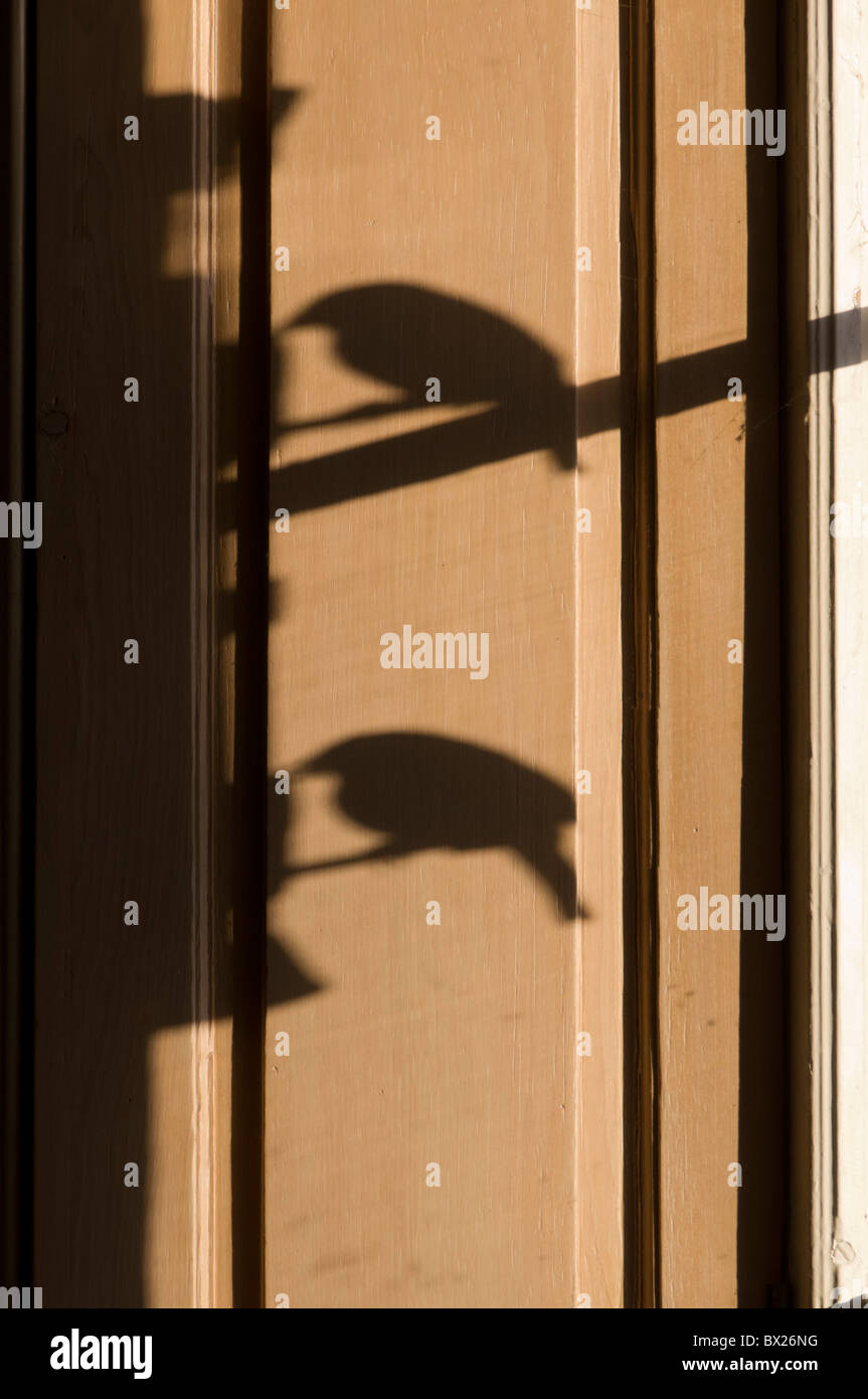 Shadows of wild birds feeding at a seed dispenser hanging outside a ...