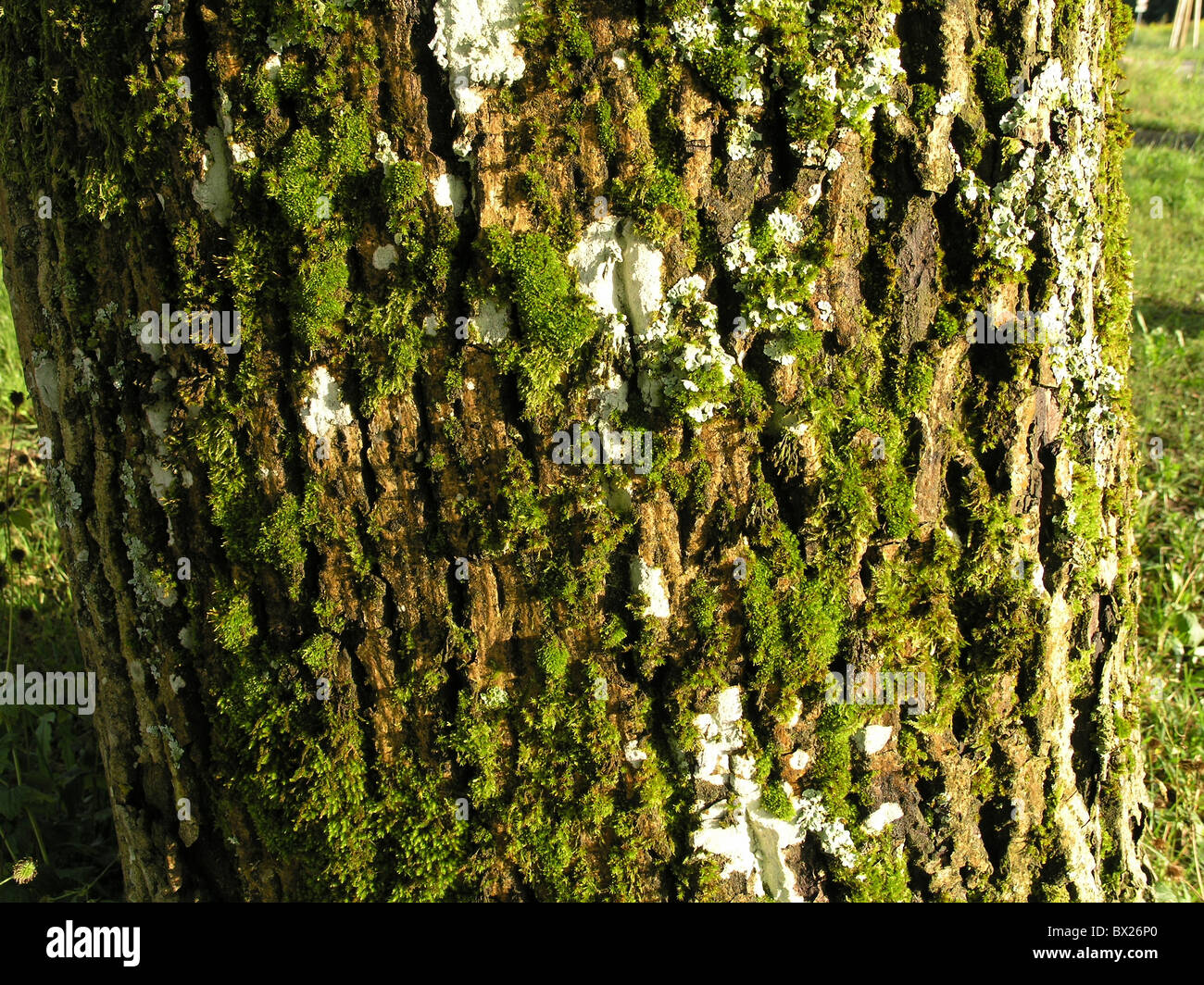 Bark Color Colour Detail Details Lichens Moss Nature Tree Trees Trunk ...