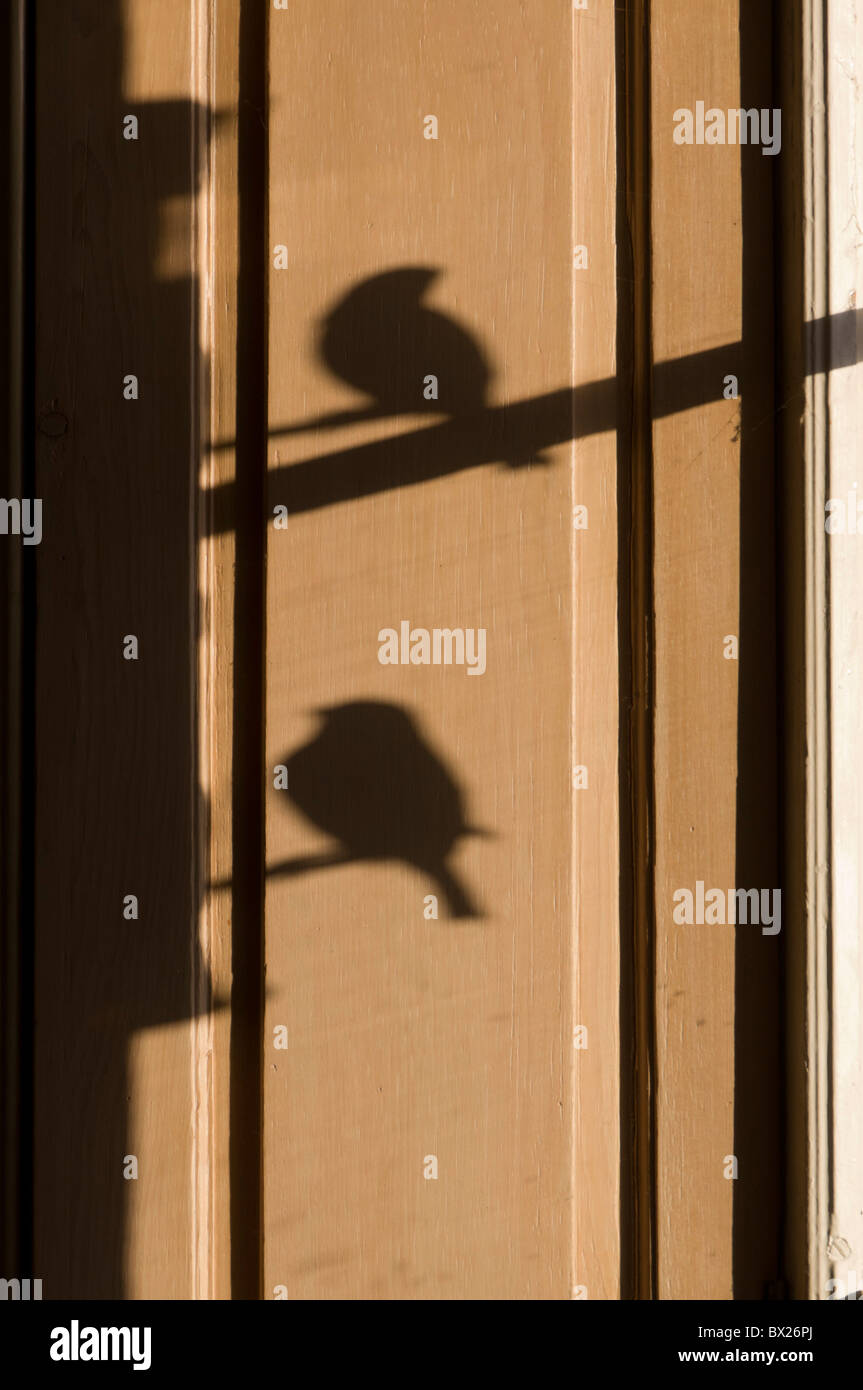 Shadows of wild birds feeding at a seed dispenser hanging outside a ...