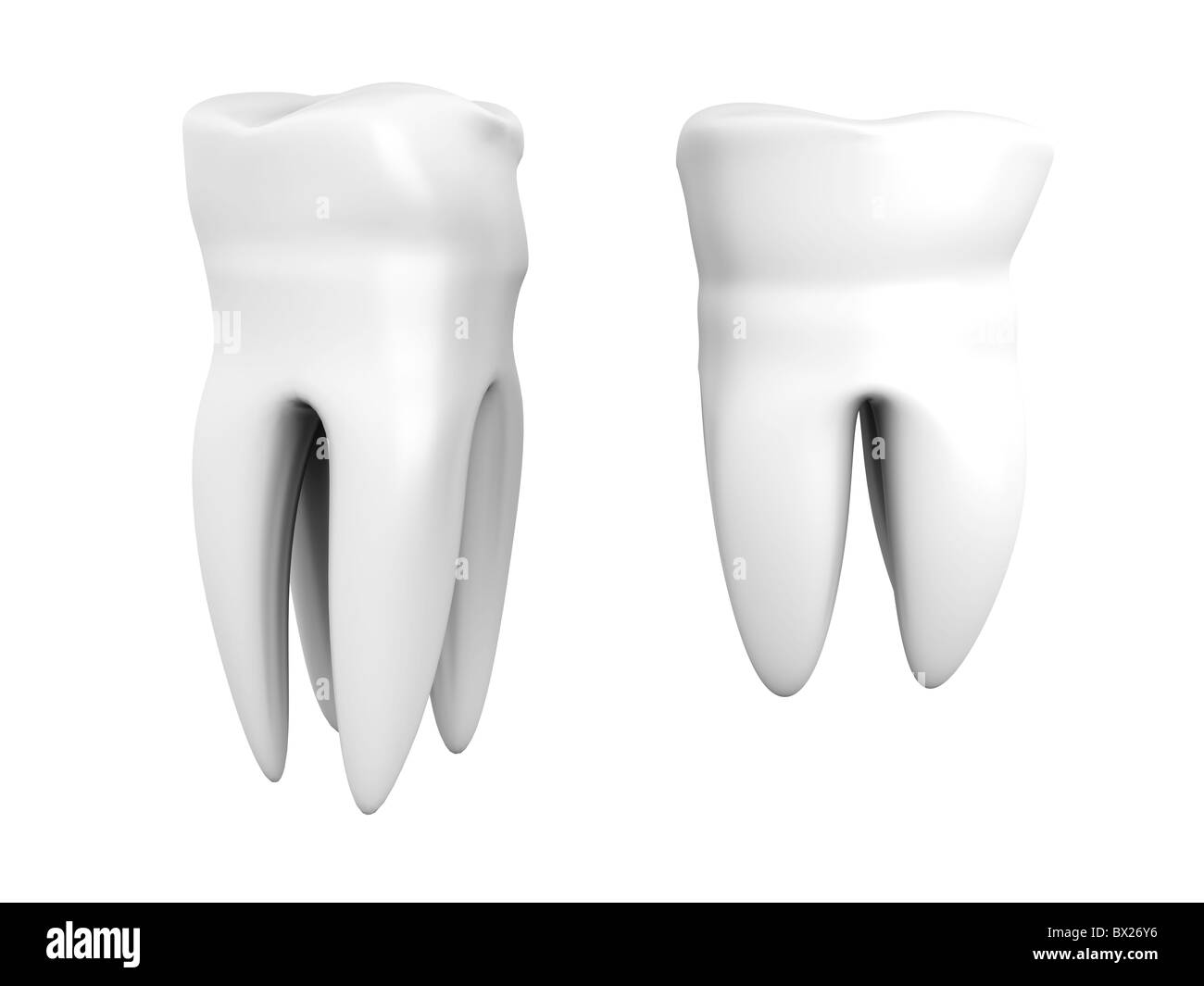 Two human teeth Black and White Stock Photos & Images - Alamy