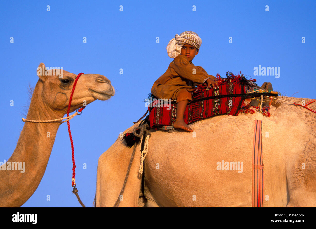 bedouin boy child camel camels caravan Wahiba Sands near Al Qabil Oman ...