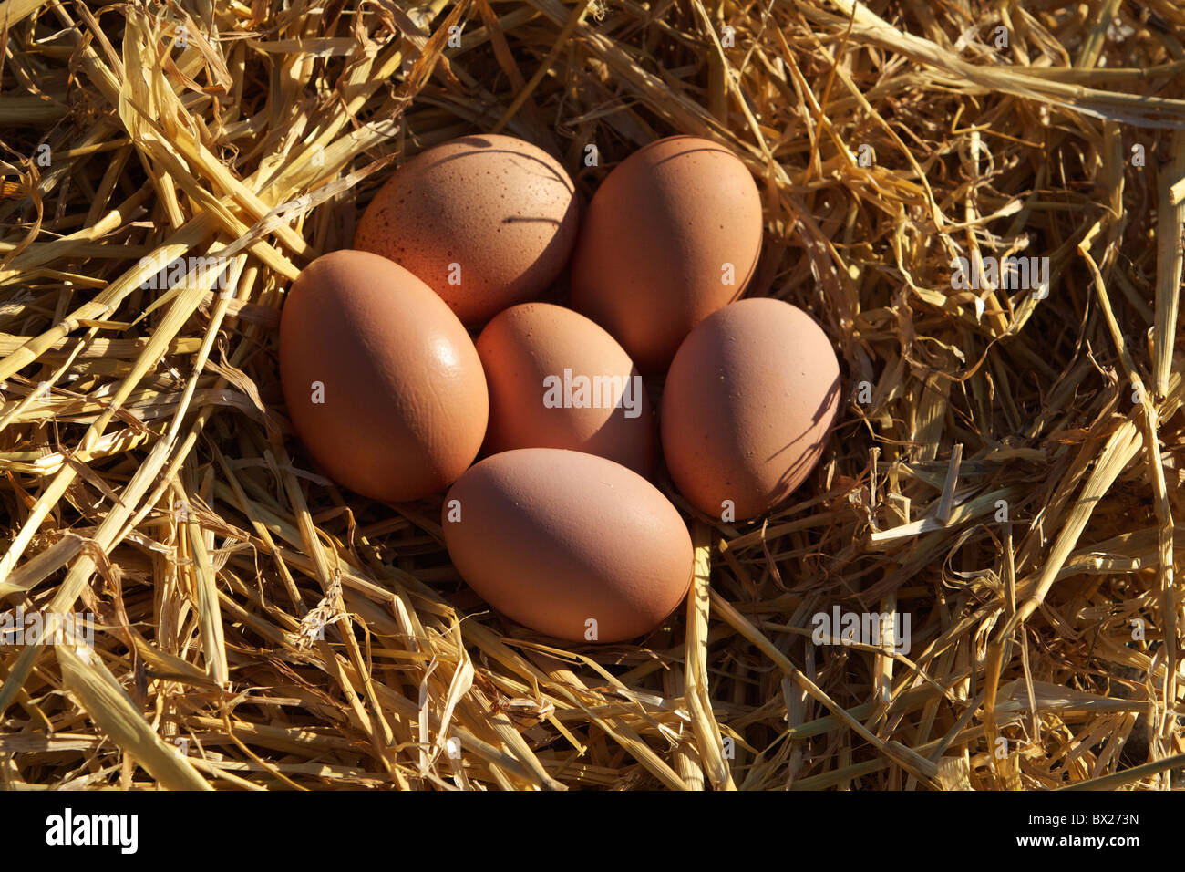 Free Range Eggs UK Stock Photo - Alamy