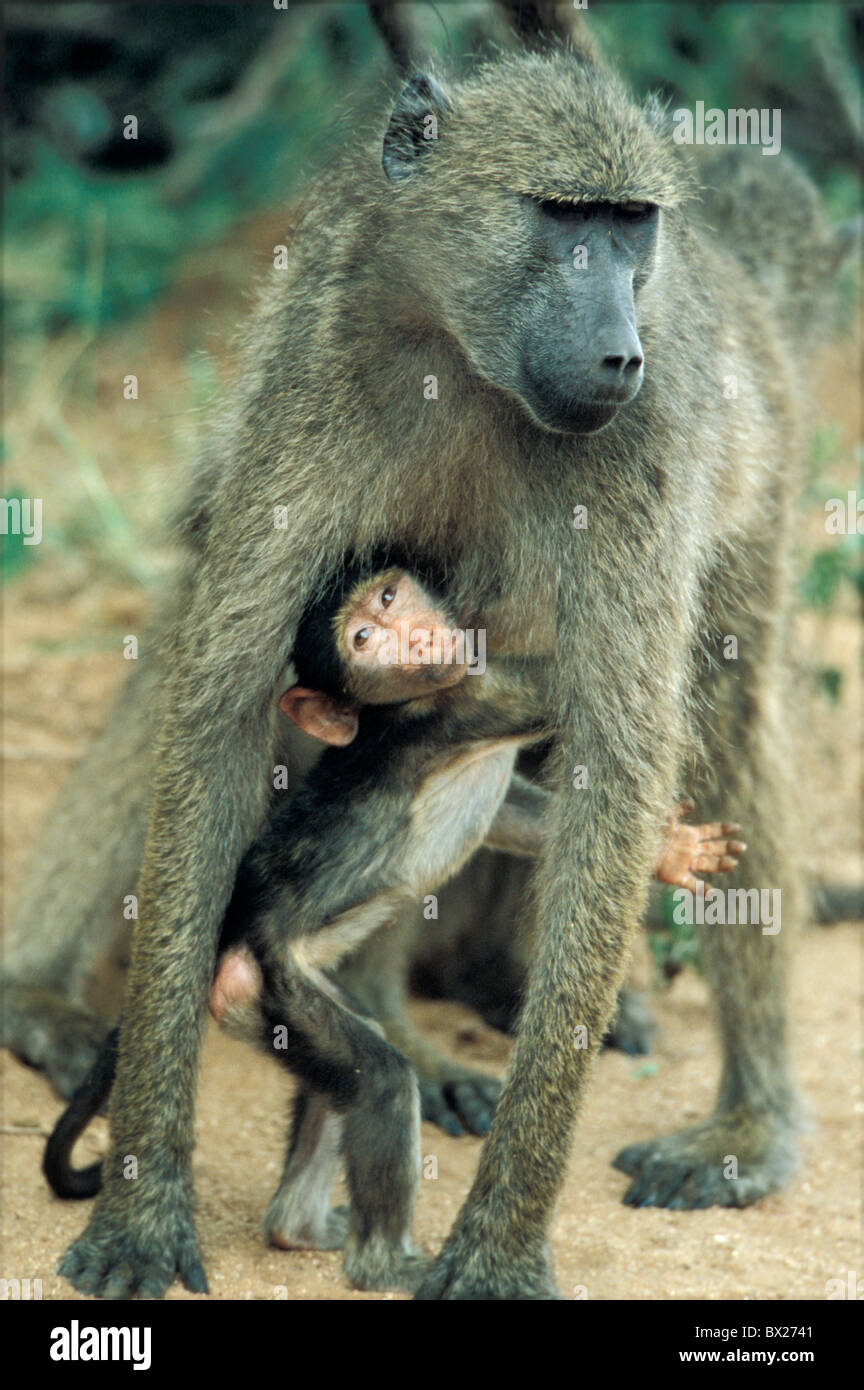 Africa animal animals baboon dam monkey Monkey new young young animal ...