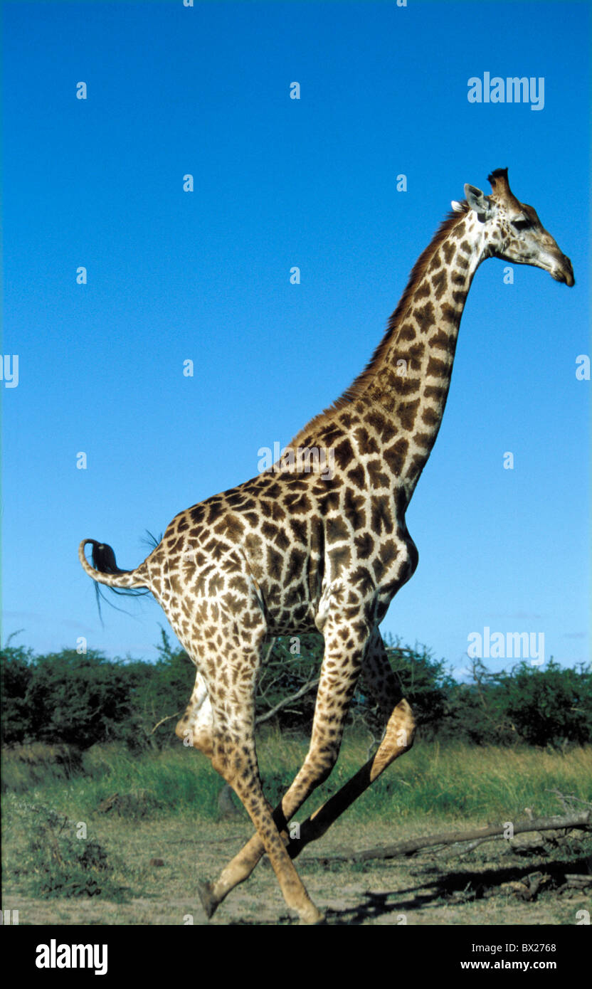 action Africa animal animals Dynamic Giraffe Hluhluwe national park ...