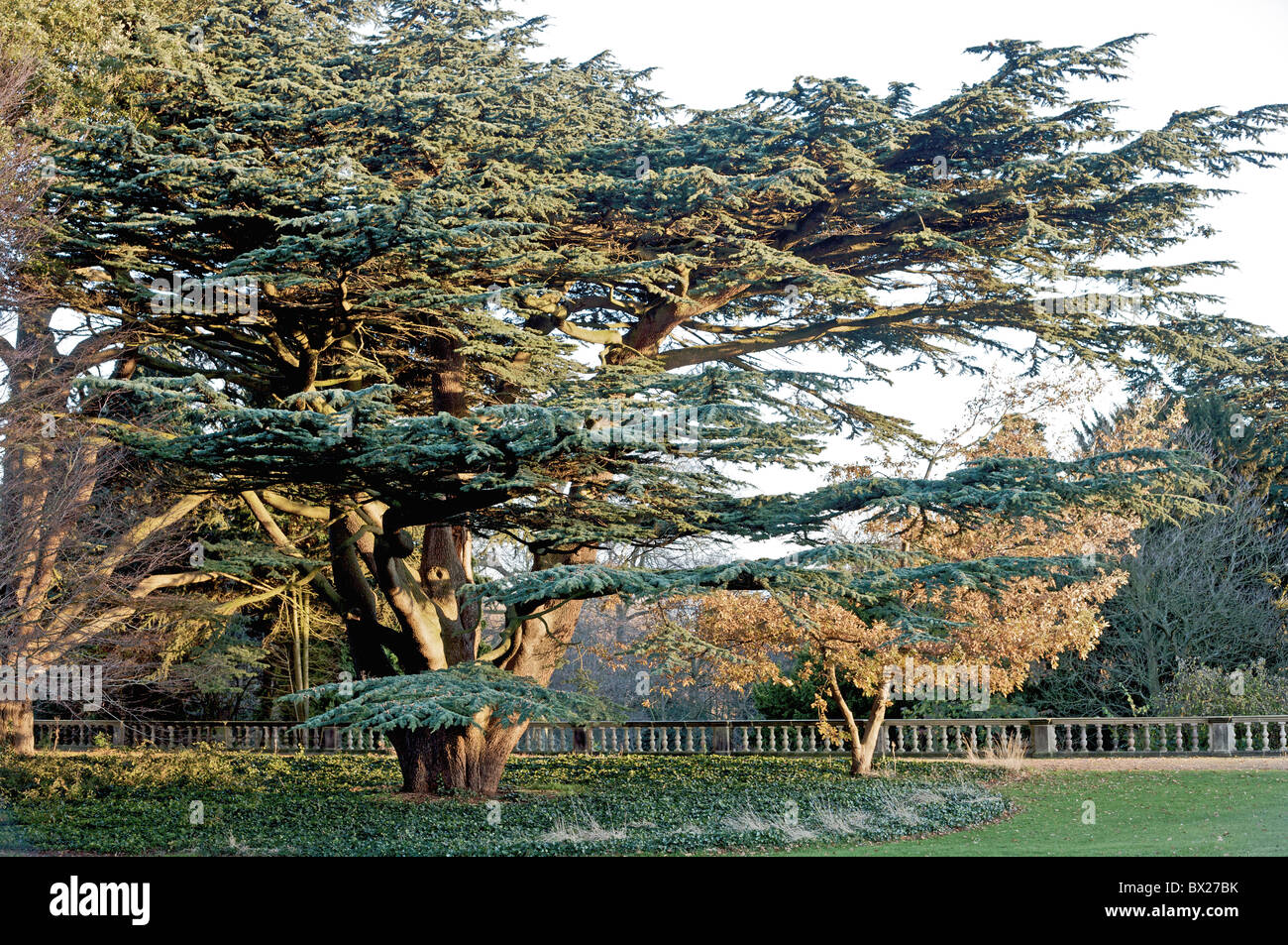 cedar in evening sunlight Stock Photo - Alamy