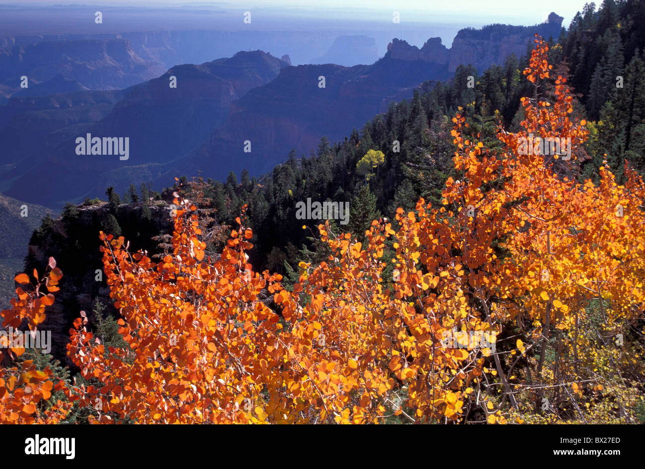 America Arizona Autumn colors Color Colour Fall colors Grand Canyon ...