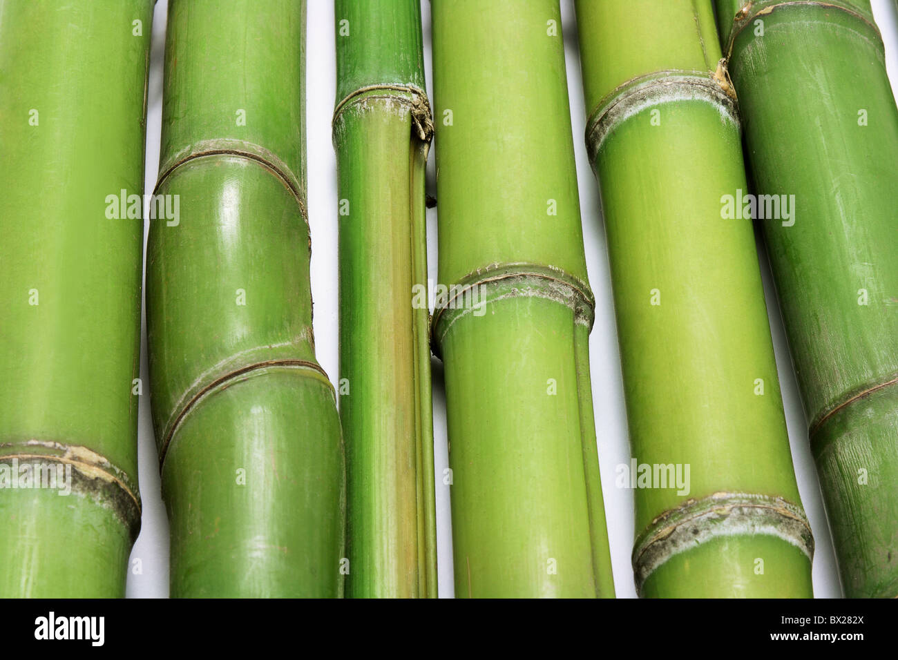 Bamboo plant hi-res stock photography and images - Alamy