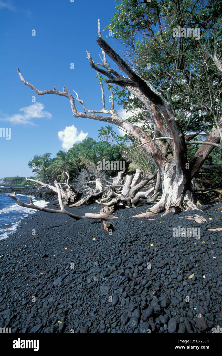 sea coast beach seashore lava volcanical volcanism dead wood Isaac Hale ...