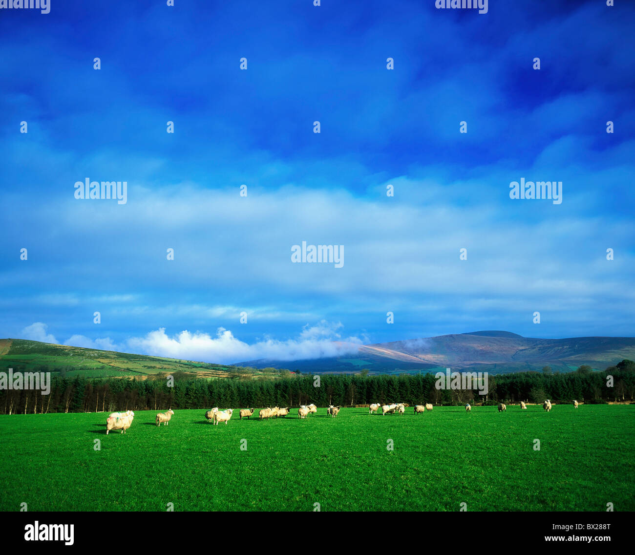 Danesfort,Rathdangan,Co Wicklow,Ireland;Sheep On A Paddock Stock Photo ...