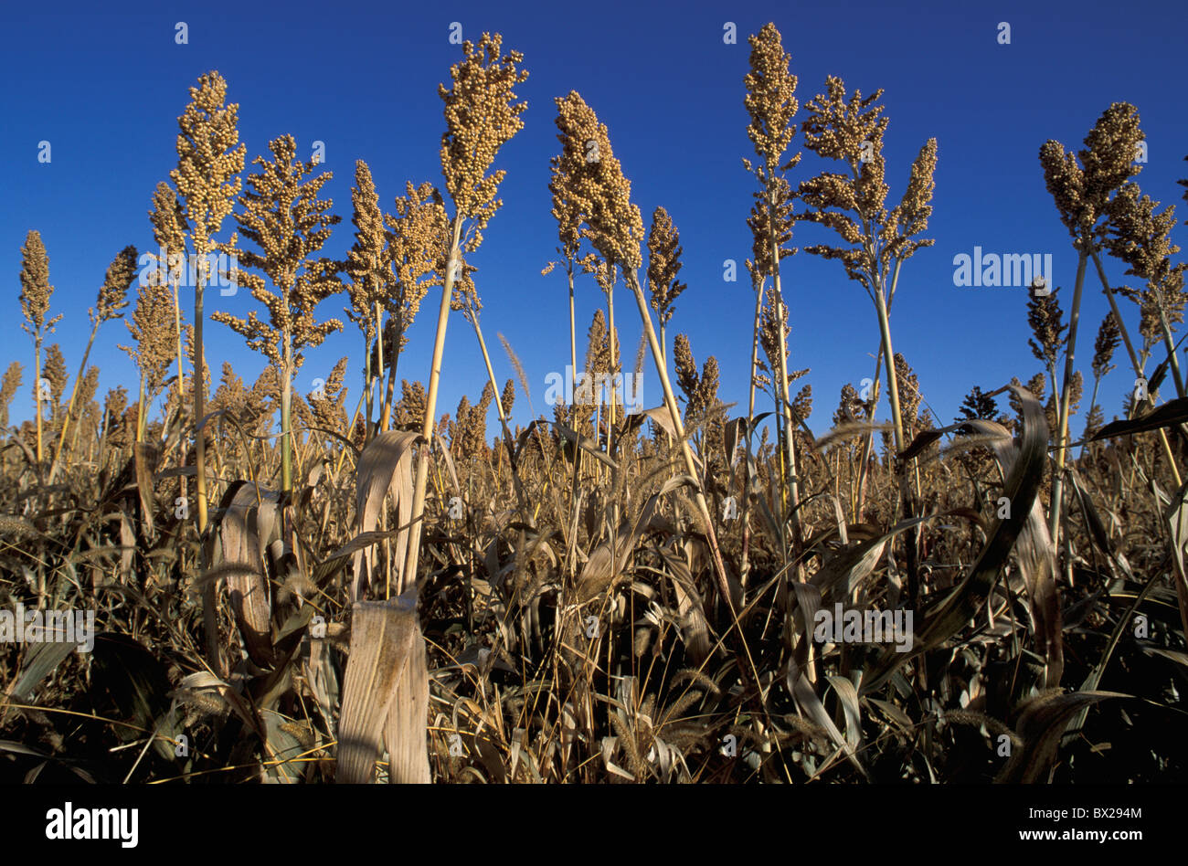 Scott City Kansas USA United States America 10817017 Sorghum millet ...