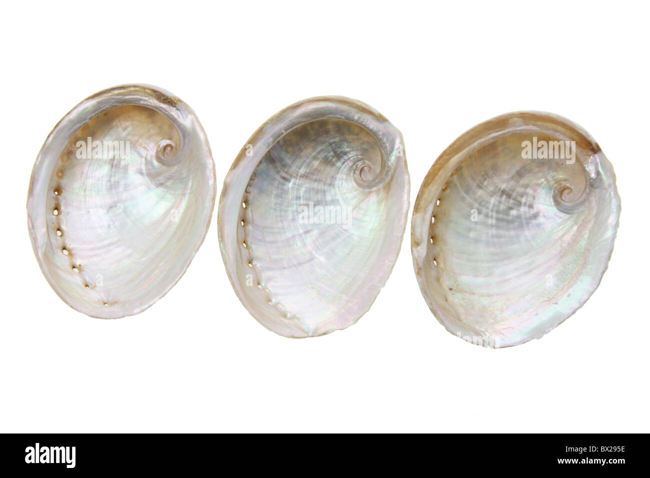 Line of seashells hi-res stock photography and images - Alamy