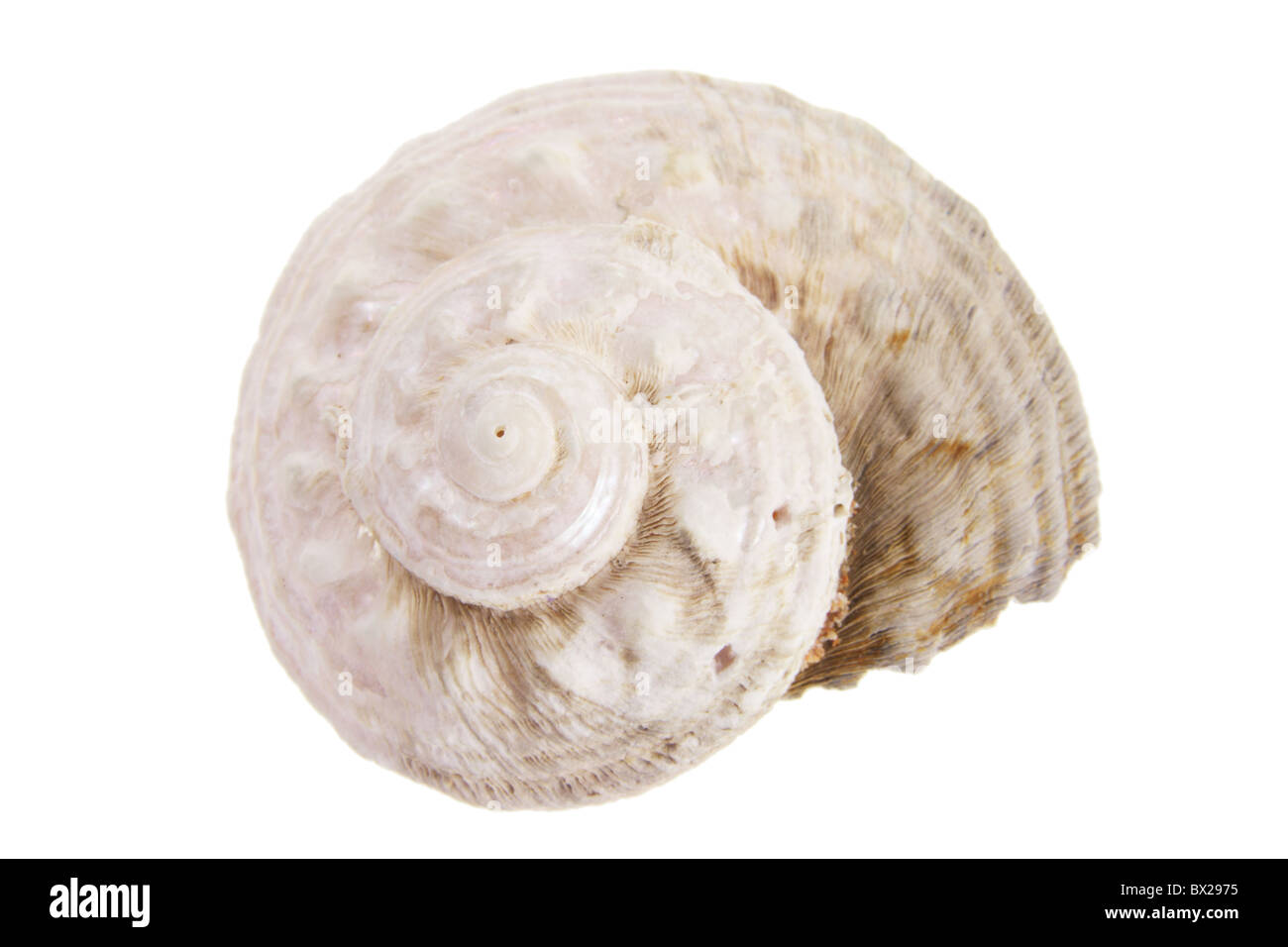 Sea snail Cut Out Stock Images & Pictures - Alamy