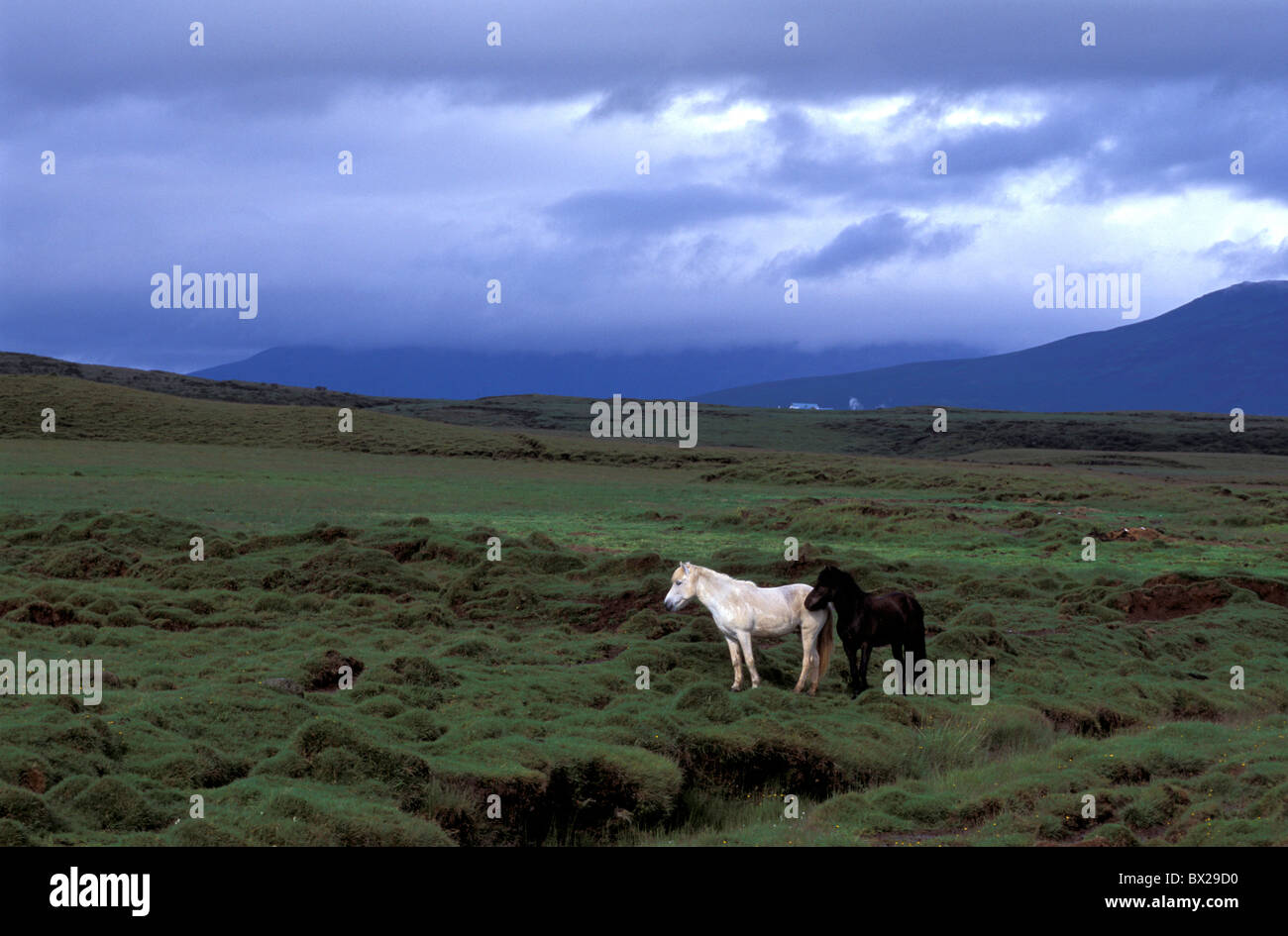 Iceland Europe Arctic Storm iceland ponies ponies animals near Skalholt ...