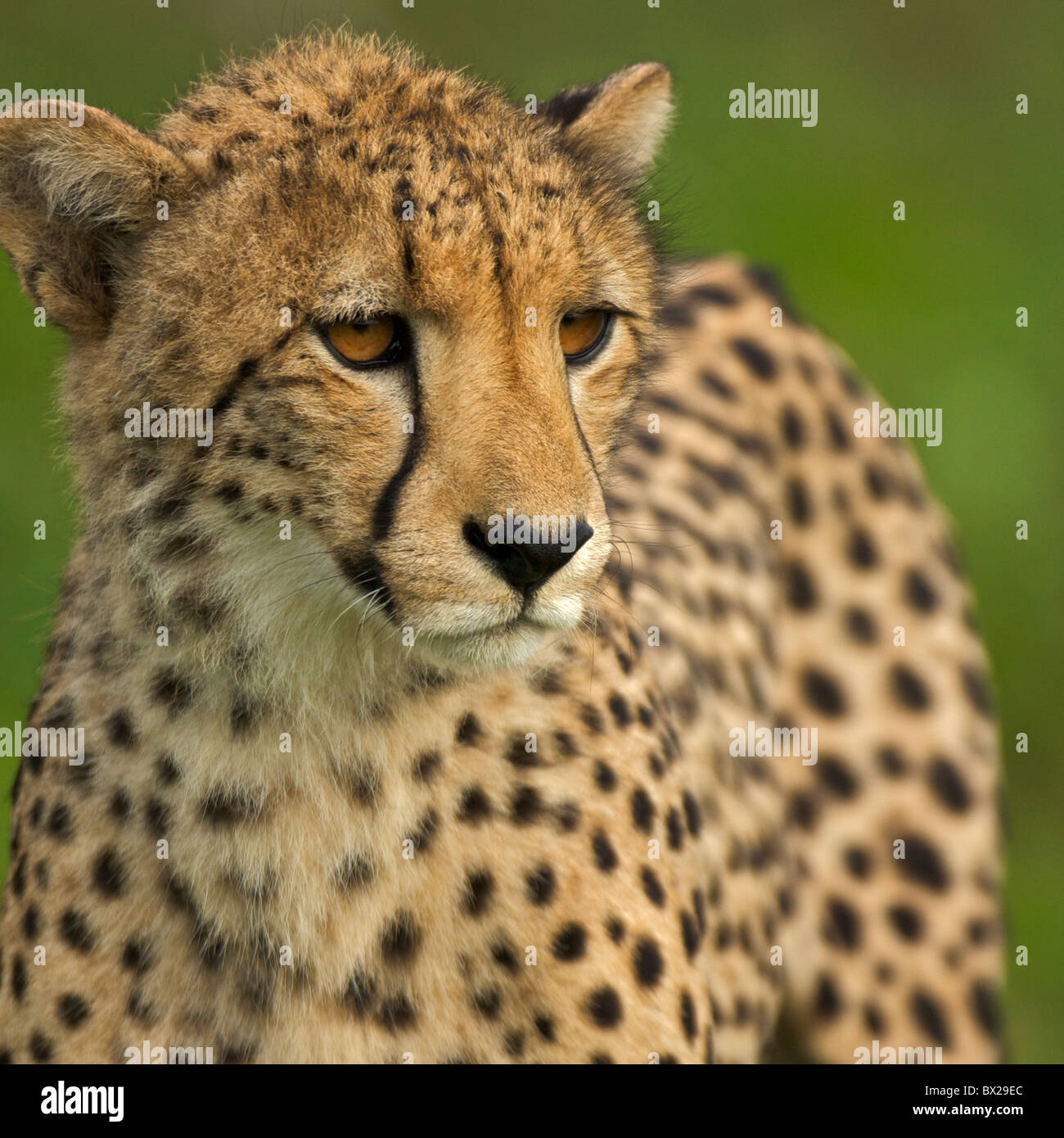 Phinda game reserve hi-res stock photography and images - Alamy