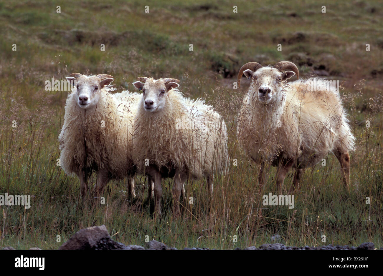 Golden Sheep High Resolution Stock Photography and Images - Alamy