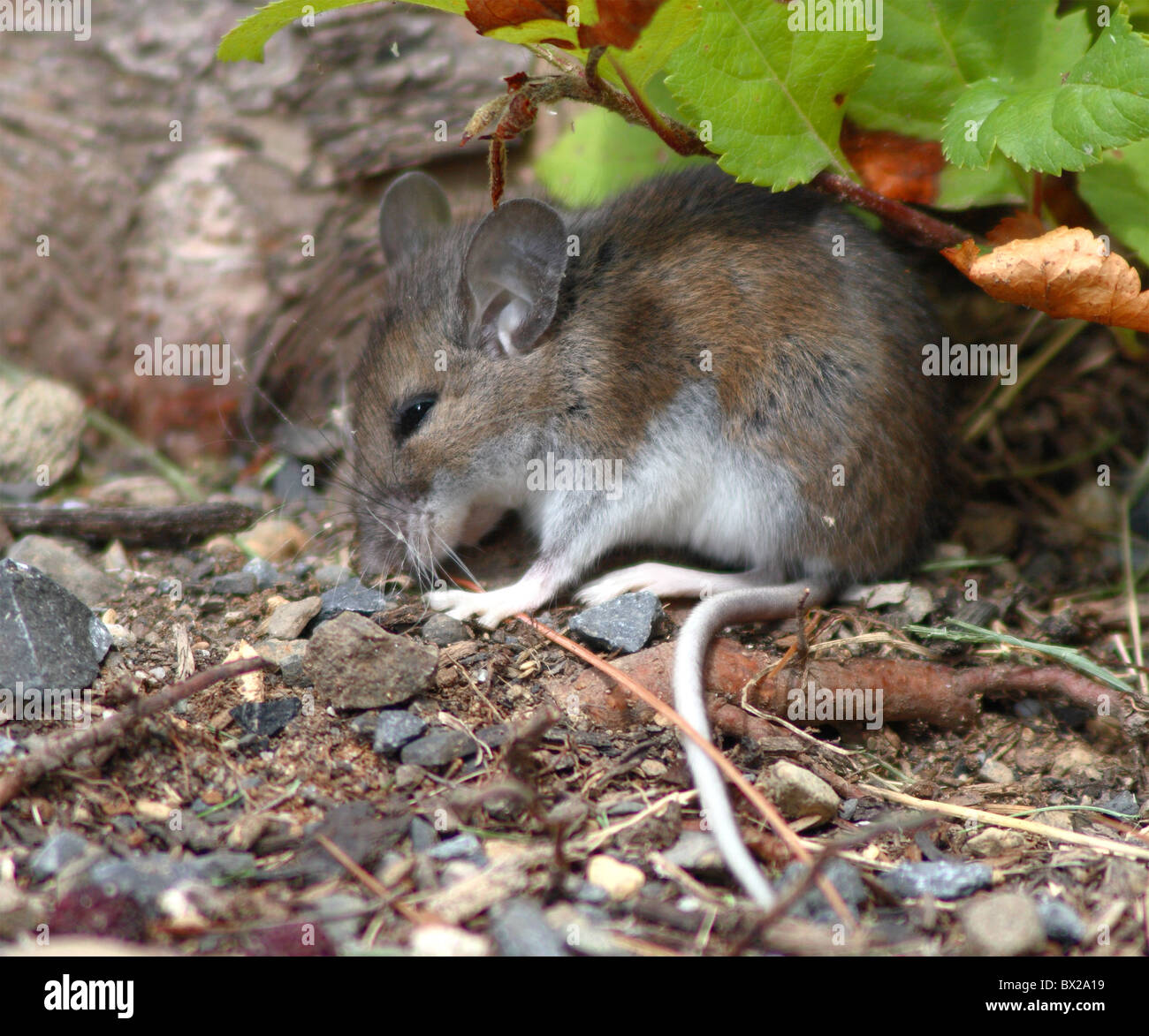 Deer mice hi-res stock photography and images - Alamy