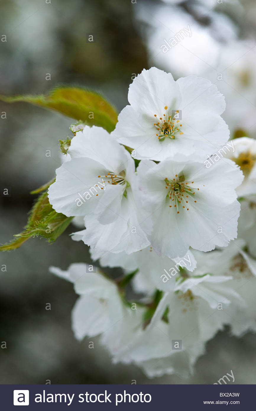 Prunus Shirotae Cherry Shirotae Tree Stock Photos & Prunus Shirotae ...