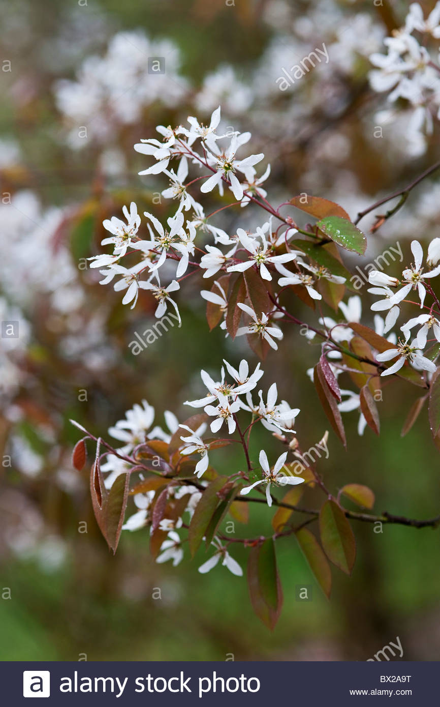 Amelanchier Laevis Stock Photos & Amelanchier Laevis Stock Images - Alamy