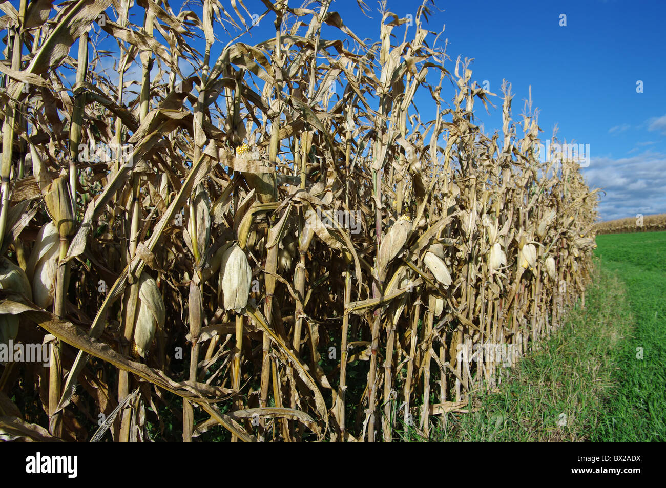 Cut corn stalks hi-res stock photography and images - Alamy