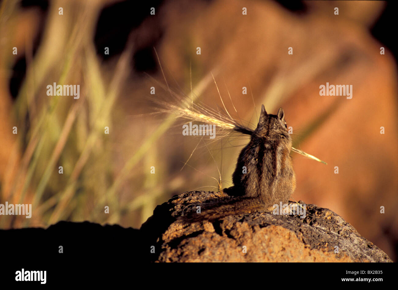 America Central Oregon Chipmunk Chipmunks Eastern Chipmunk Tamias ...