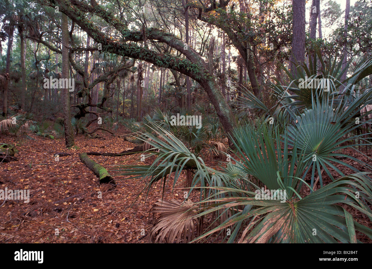 America Coast forest Hunting Island State Park near Beaufort South ...