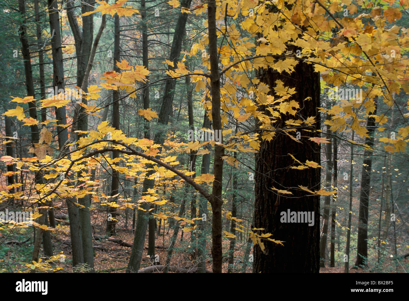 scenery autumn wood forest inside sheets leaves Delaware Water Gap ...