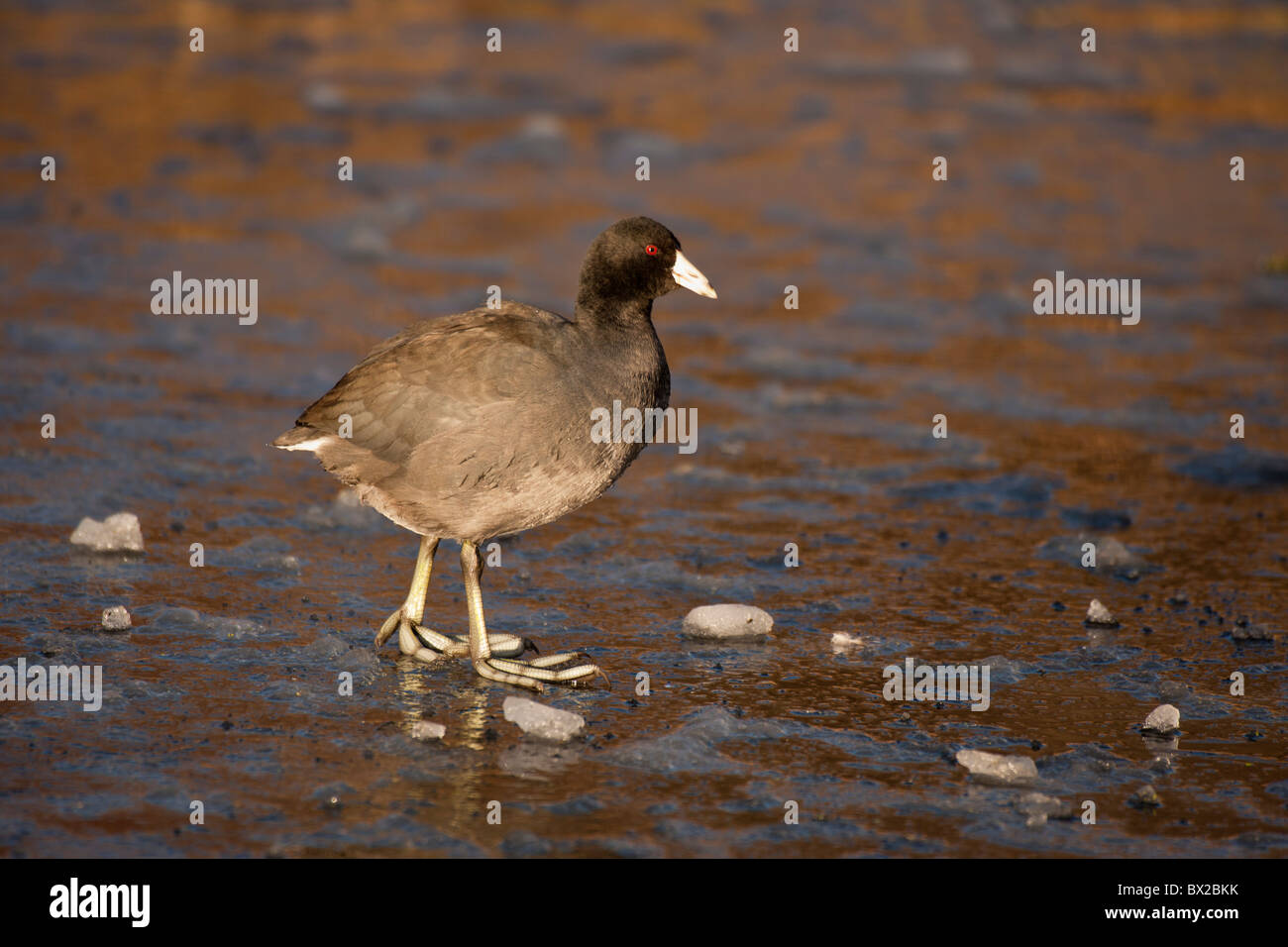 American coot hi-res stock photography and images - Alamy