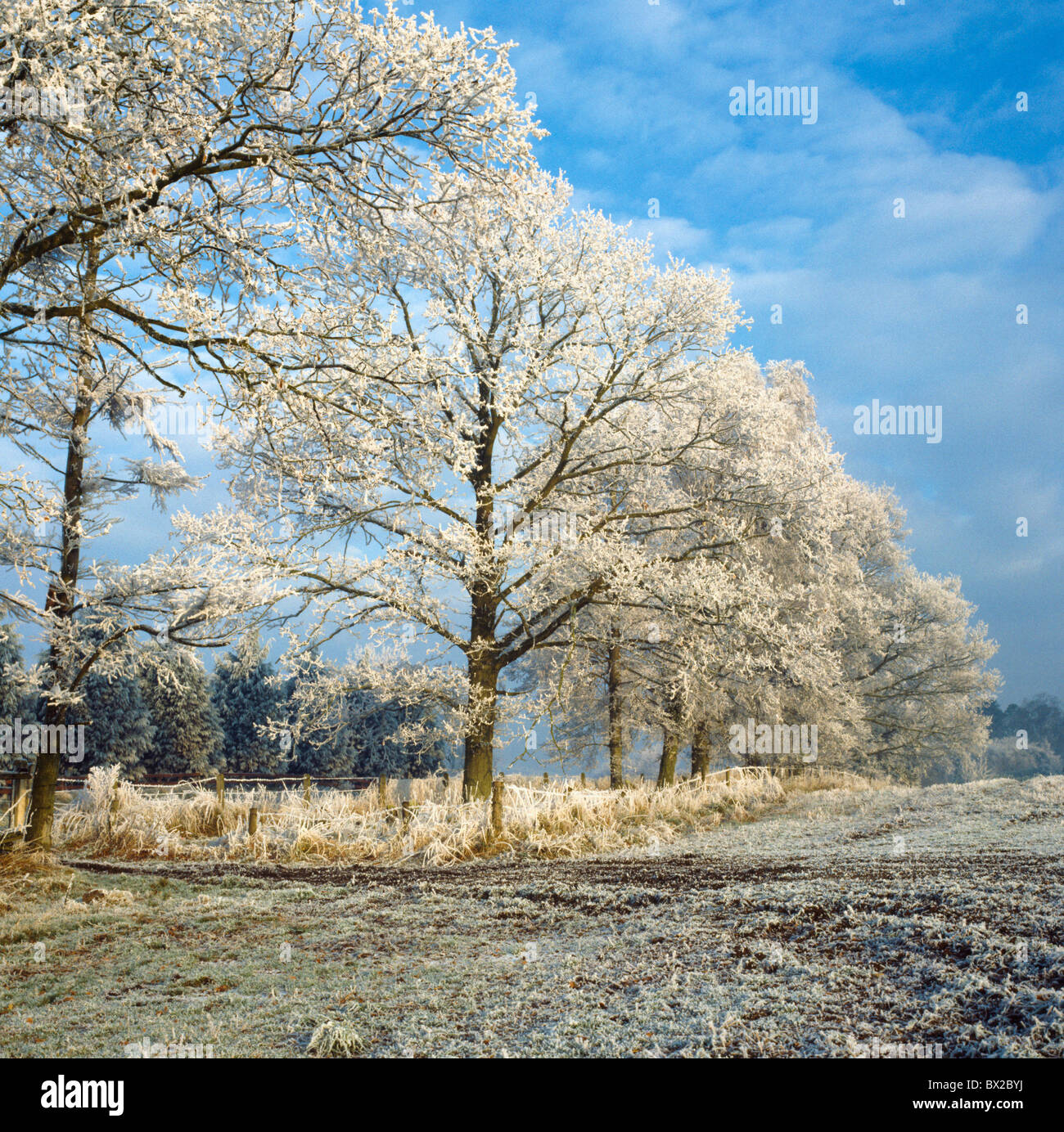 Woods, Frost On Trees Stock Photo - Alamy