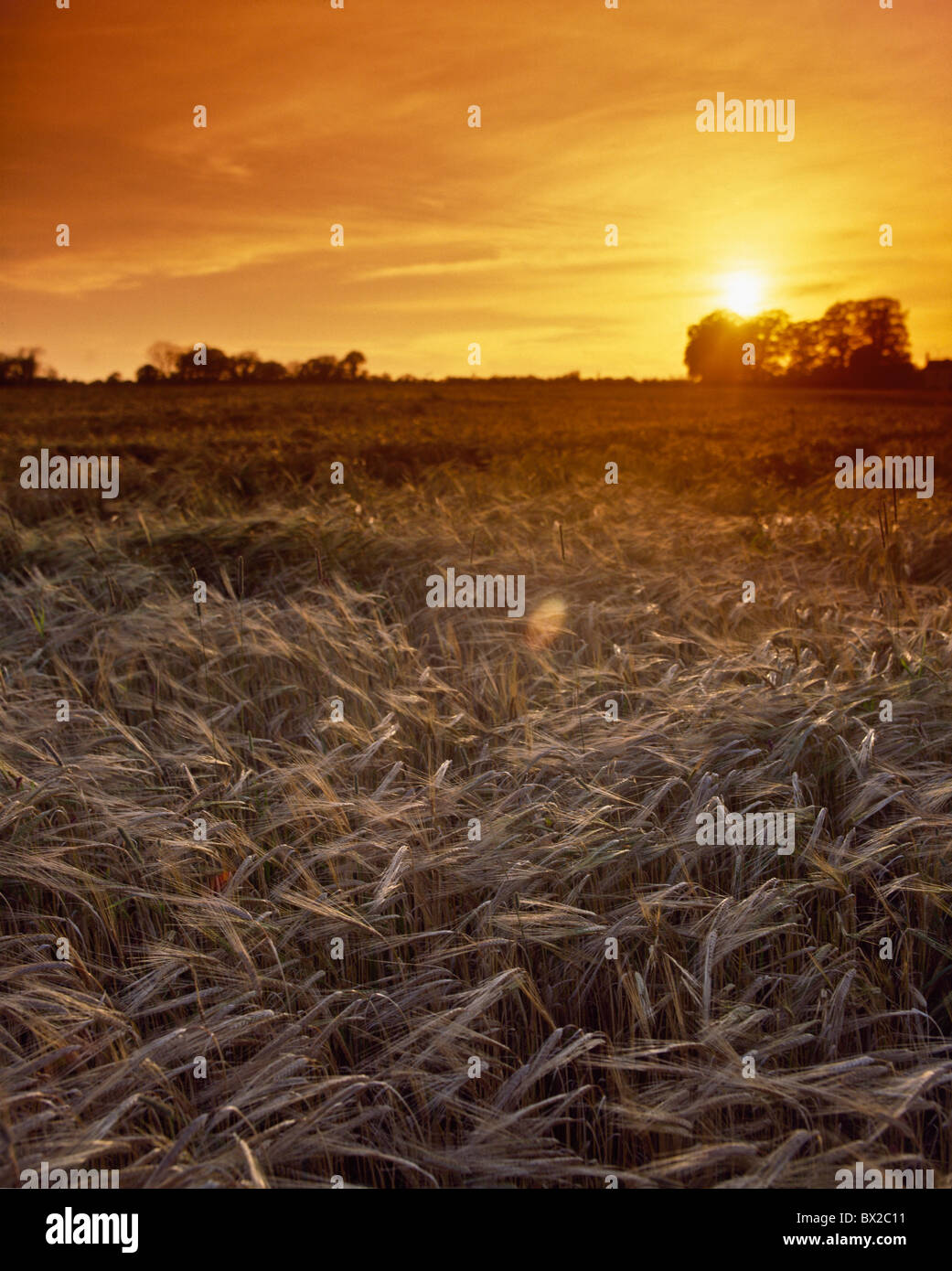 Crops, Barley - Showing Effects Of, Storm Stock Photo - Alamy
