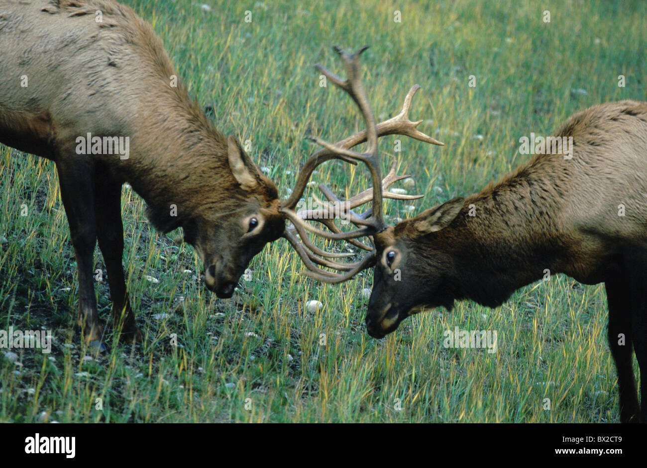 Elk bulls fighting hi-res stock photography and images - Alamy