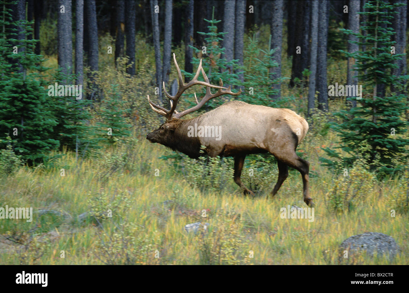 Action Alberta Animal Animals Antler Antlers Autumn rut rutting rutting ...