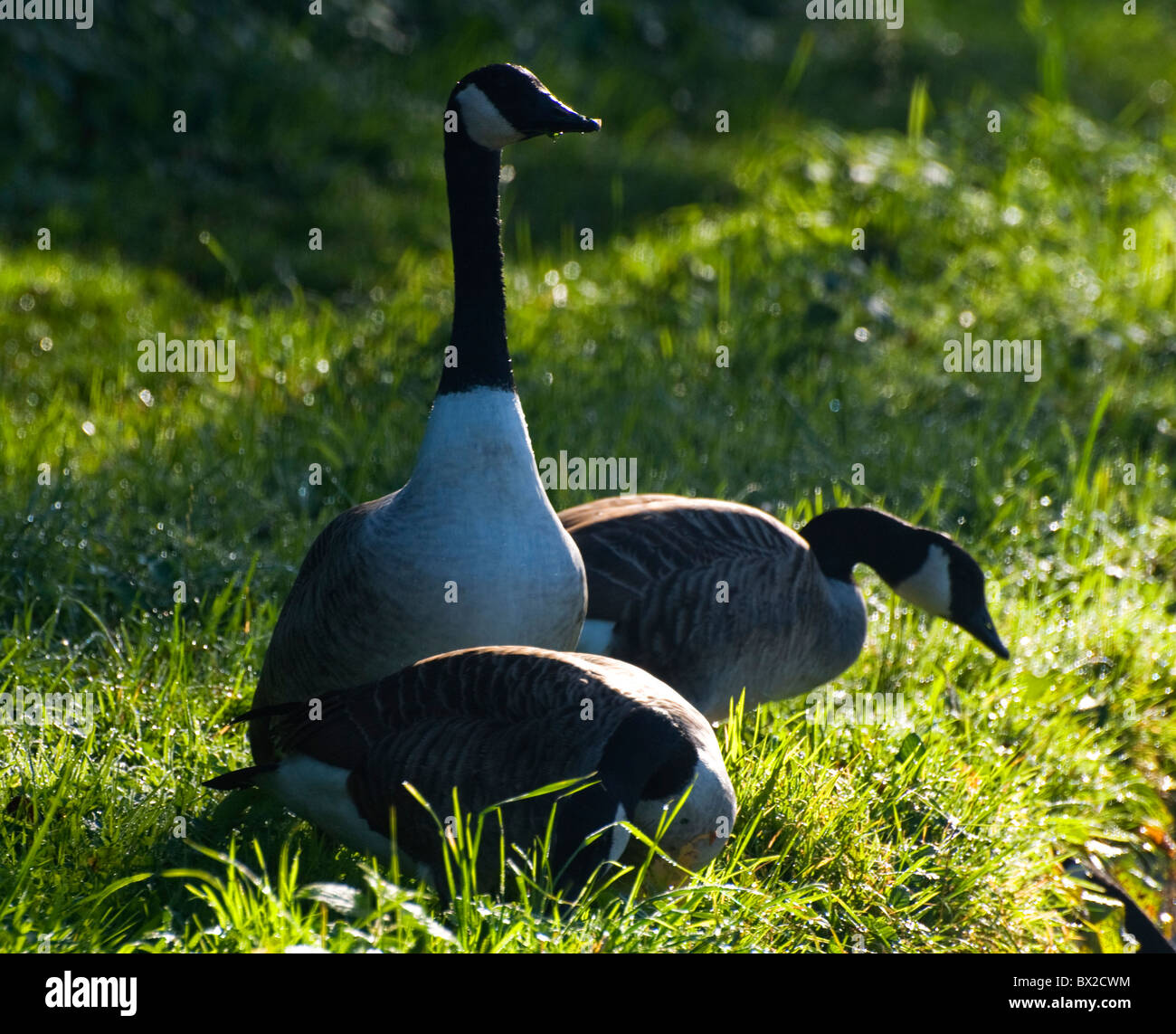 Group of Three 3 geese drakes drakes grazing in grass in sunshine ...