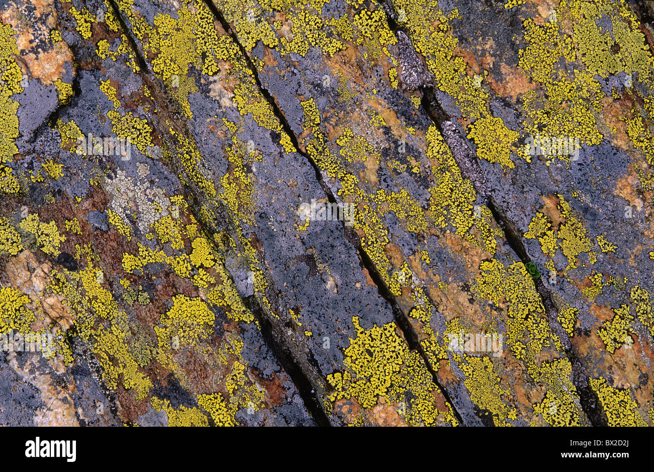 Cliff Close up Detail Details Diagrammatically Lichen Lichens Macro ...
