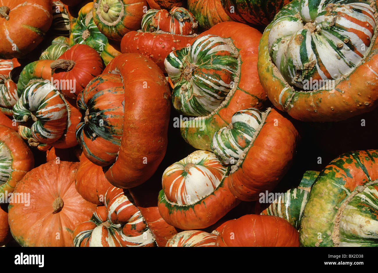 Amount Autumn Color Colorfully Colour Crowd Gourd Gourds different ...