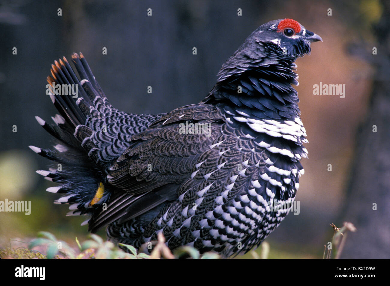 Alaska America Animal Animals Bird Chicken Dendragapus canadensis Fir ...