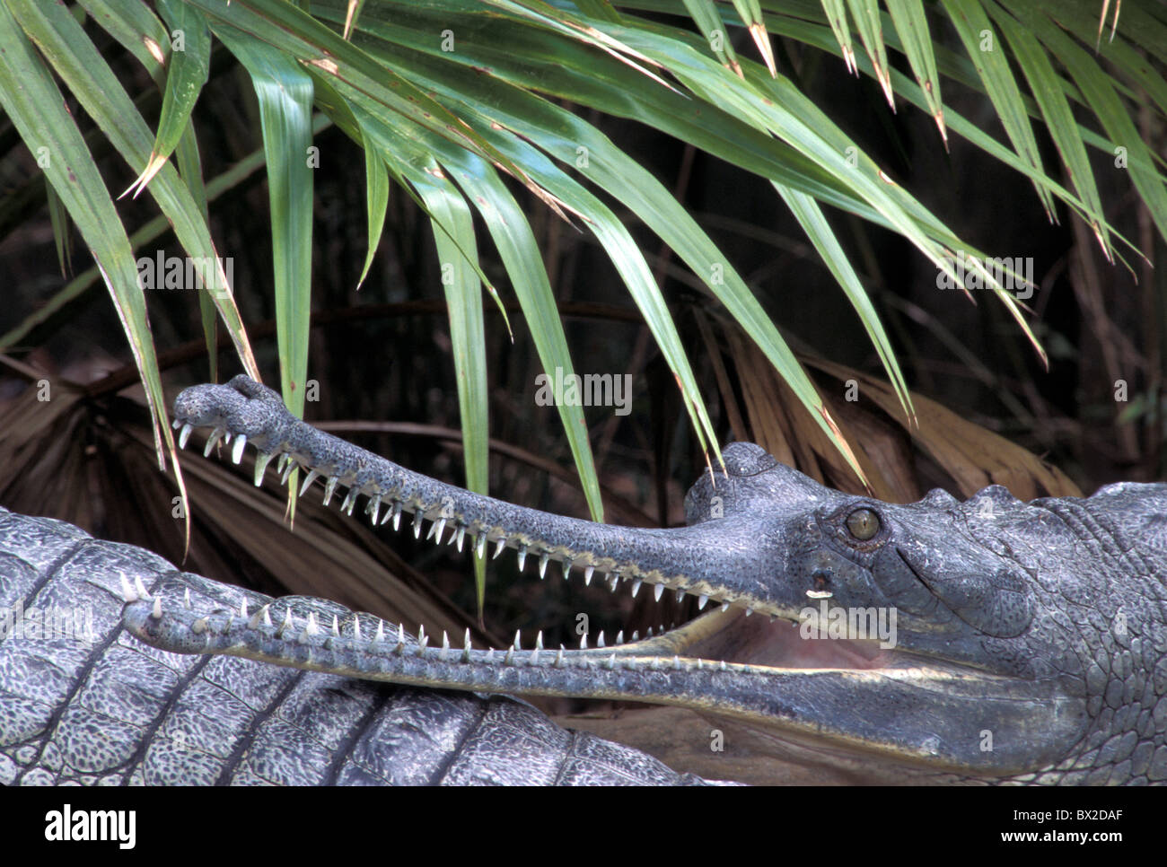 Animal Animals Crocodile Gavial Gavialis gangeticus Gharial Head Heads ...