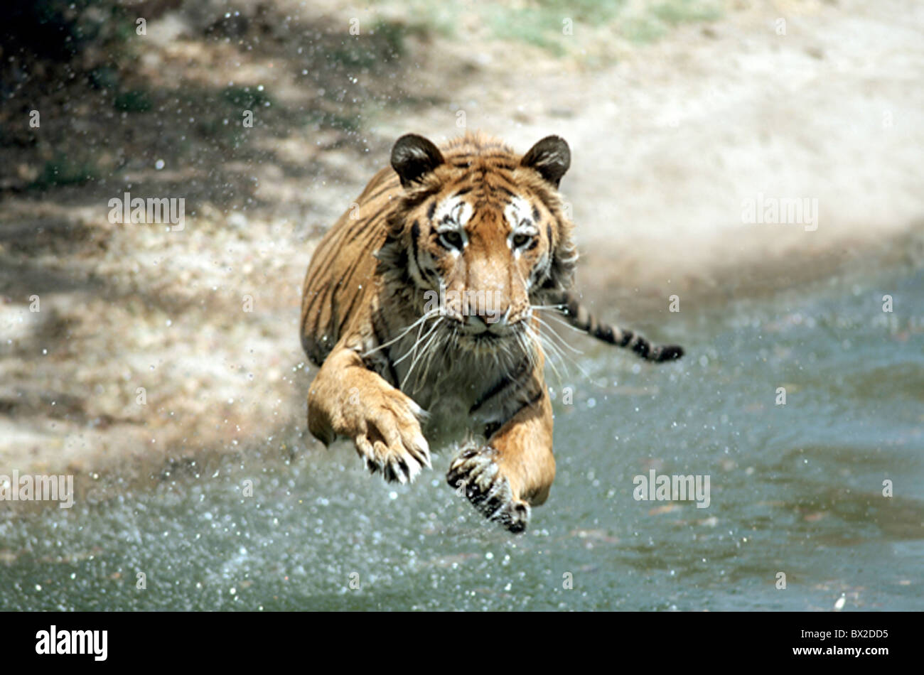 Action Animal Animals Big cat Dynamic Jump Tiger Water Zoo Zoos Stock ...
